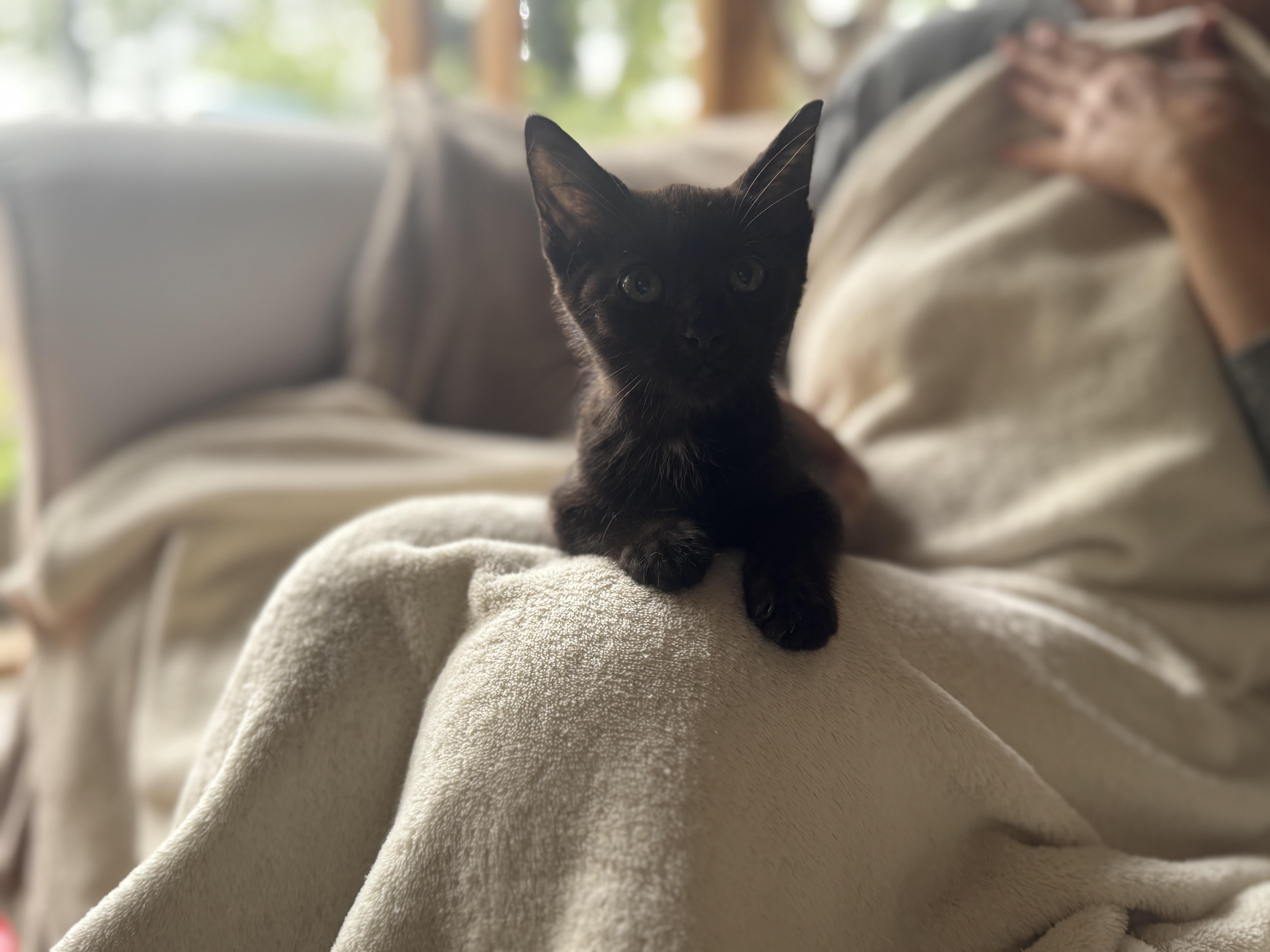Cat for adoption - Selena-Transport, a Domestic Short Hair in ...