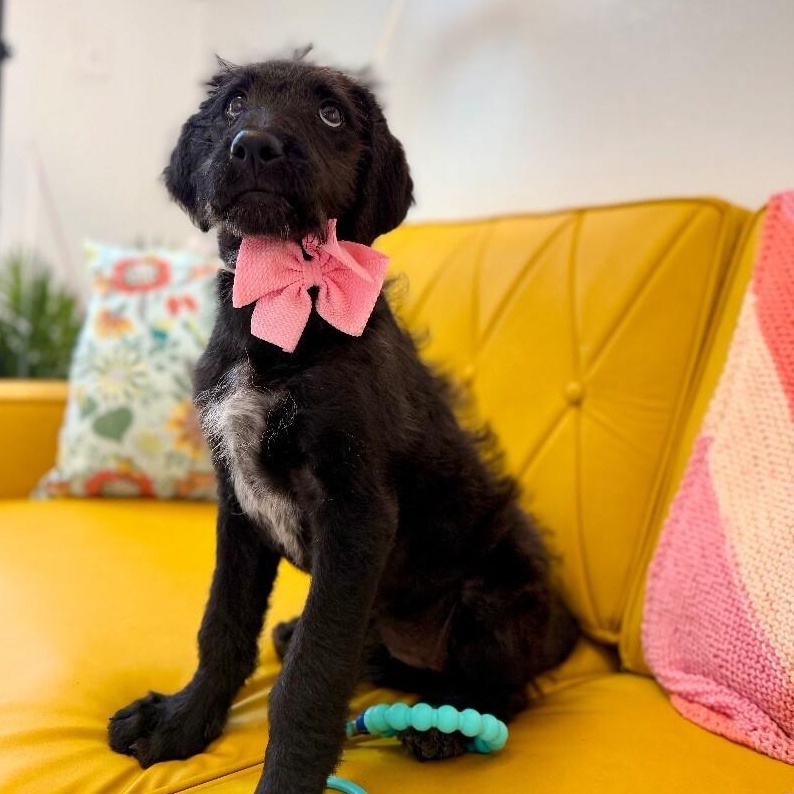 Dog for adoption - Winnie Woo, a Wirehaired Terrier & Poodle Mix in ...