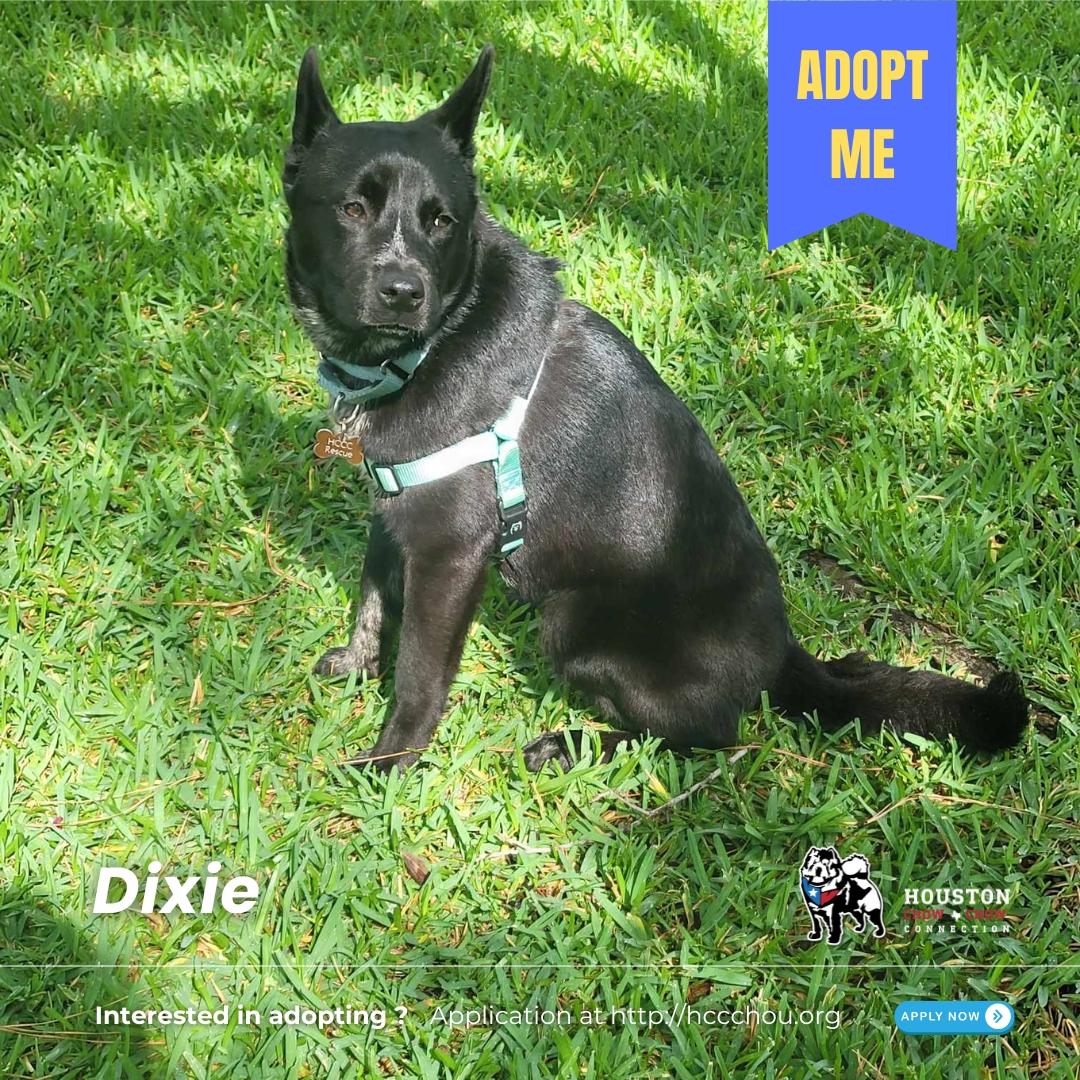 Dog for adoption - Dixie, a Chow Chow & American Staffordshire Terrier ...