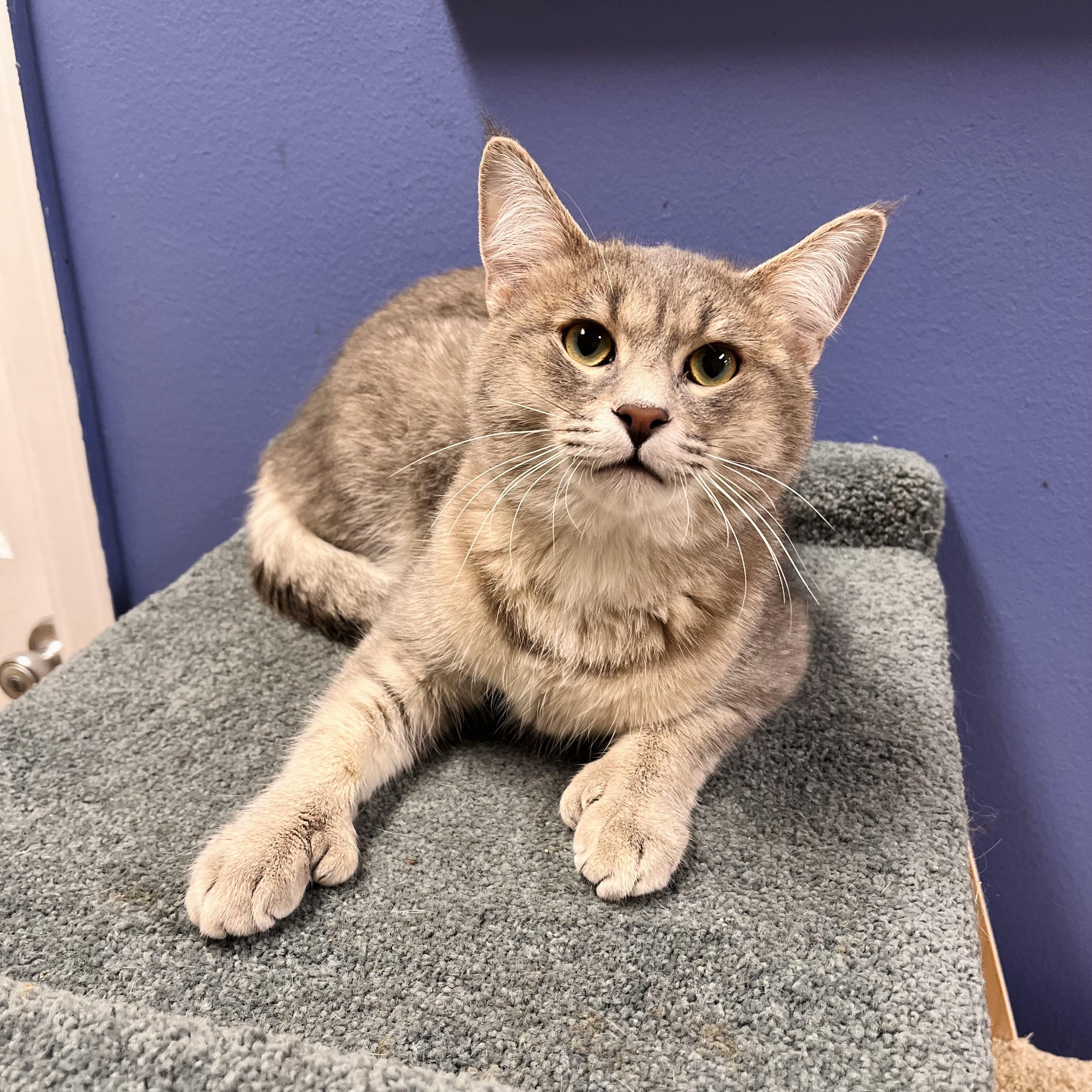 Cat for adoption - Sesoe, an Extra-Toes Cat / Hemingway Polydactyl Mix ...