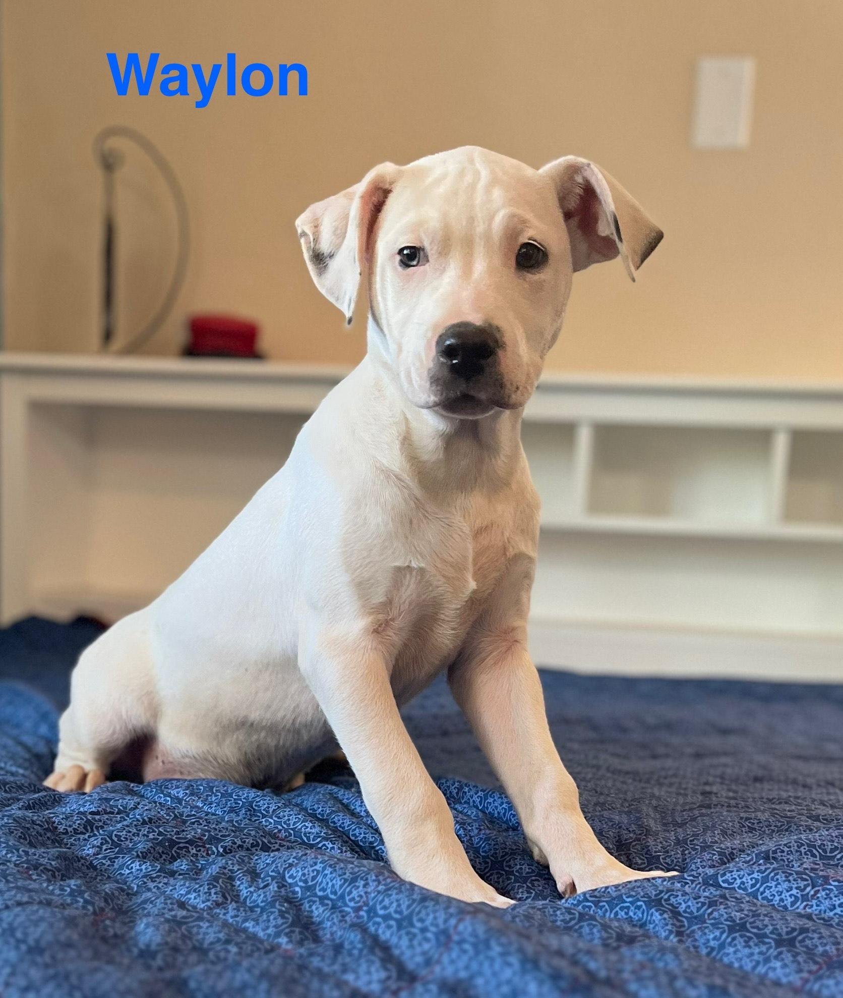 Dog for adoption - waylon, an American Staffordshire Terrier & Pit Bull Terrier Mix in ...