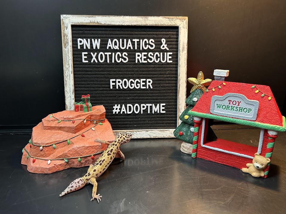 Reptile for adoption - Frogger, a Gecko in Tacoma, WA | Petfinder