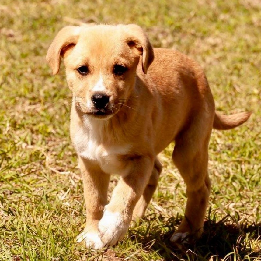 Dog for adoption - Wally, a Labrador Retriever & Yellow Labrador Retriever Mix in Brattleboro ...