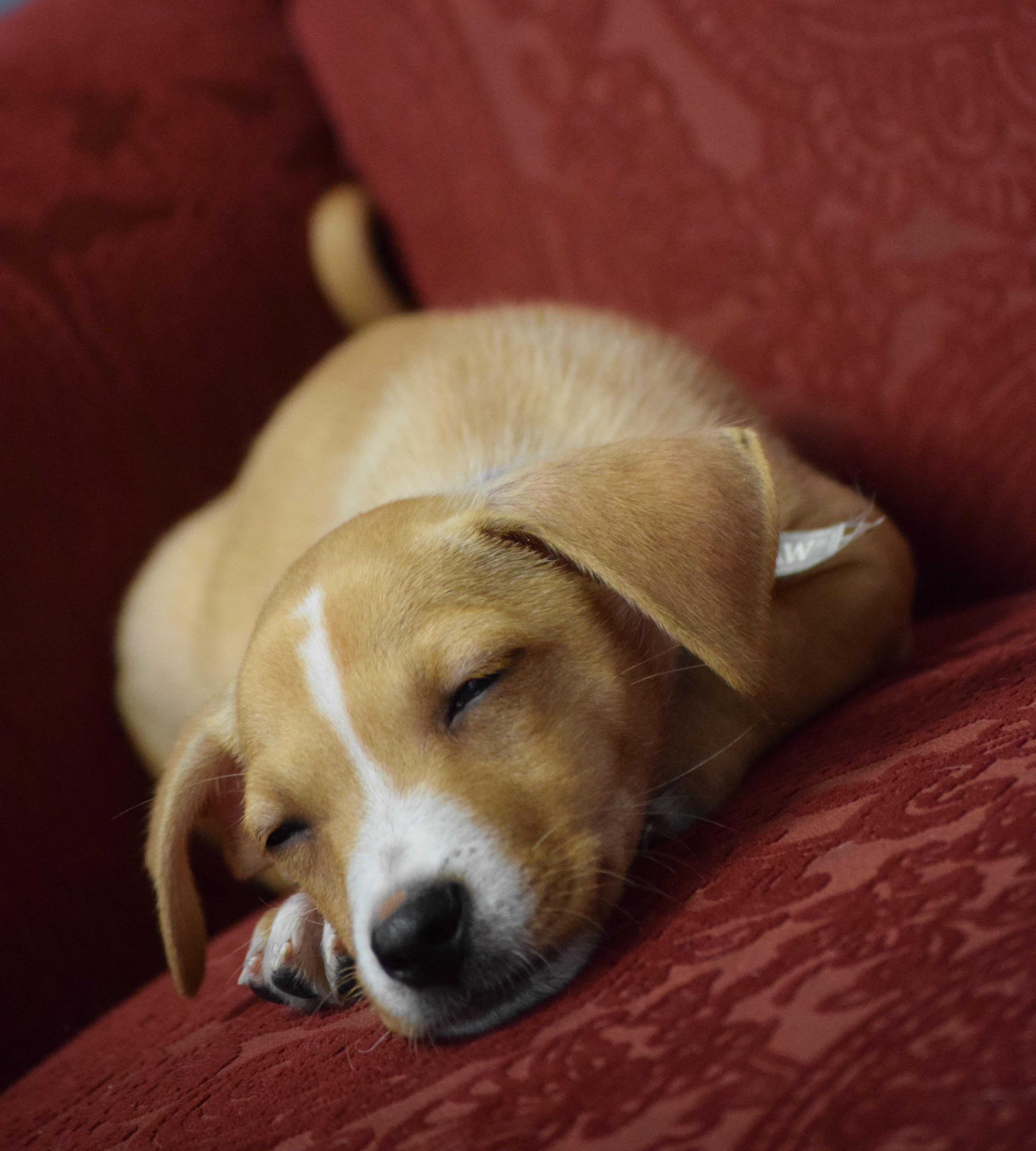 Dog for adoption - Vincent aka Vinnie, a Chihuahua Mix in Edwards, IL ...