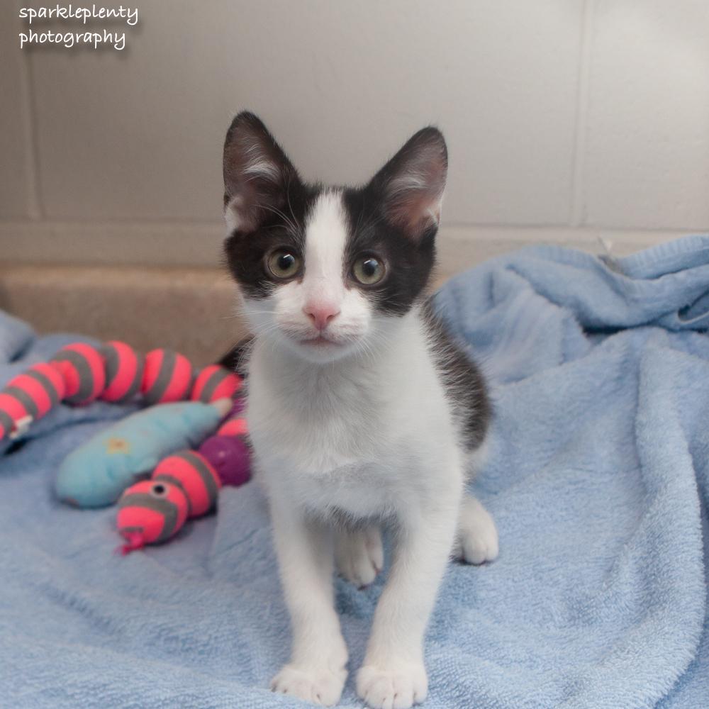 Cat for adoption - Hermes, a Domestic Short Hair in Ridgefield, CT | Petfinder