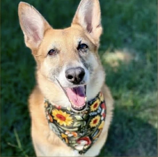 Dog for adoption - STELLA GS, a German Shepherd Dog in kalamazoo, MI ...