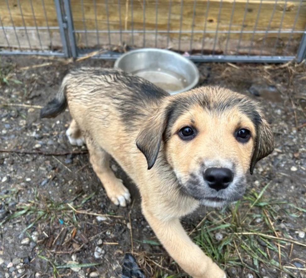 Dog for adoption - Pixie, a Labrador Retriever & Shetland Sheepdog ...