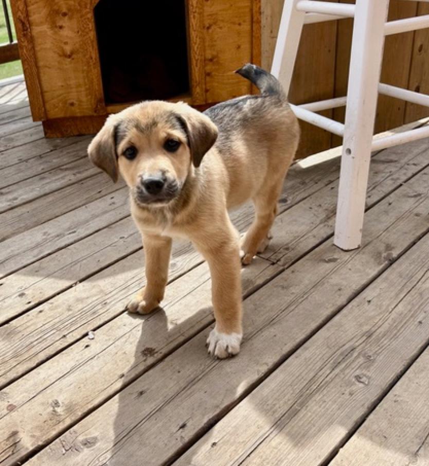 Dog for adoption - Pixie, a Labrador Retriever & Shetland Sheepdog ...