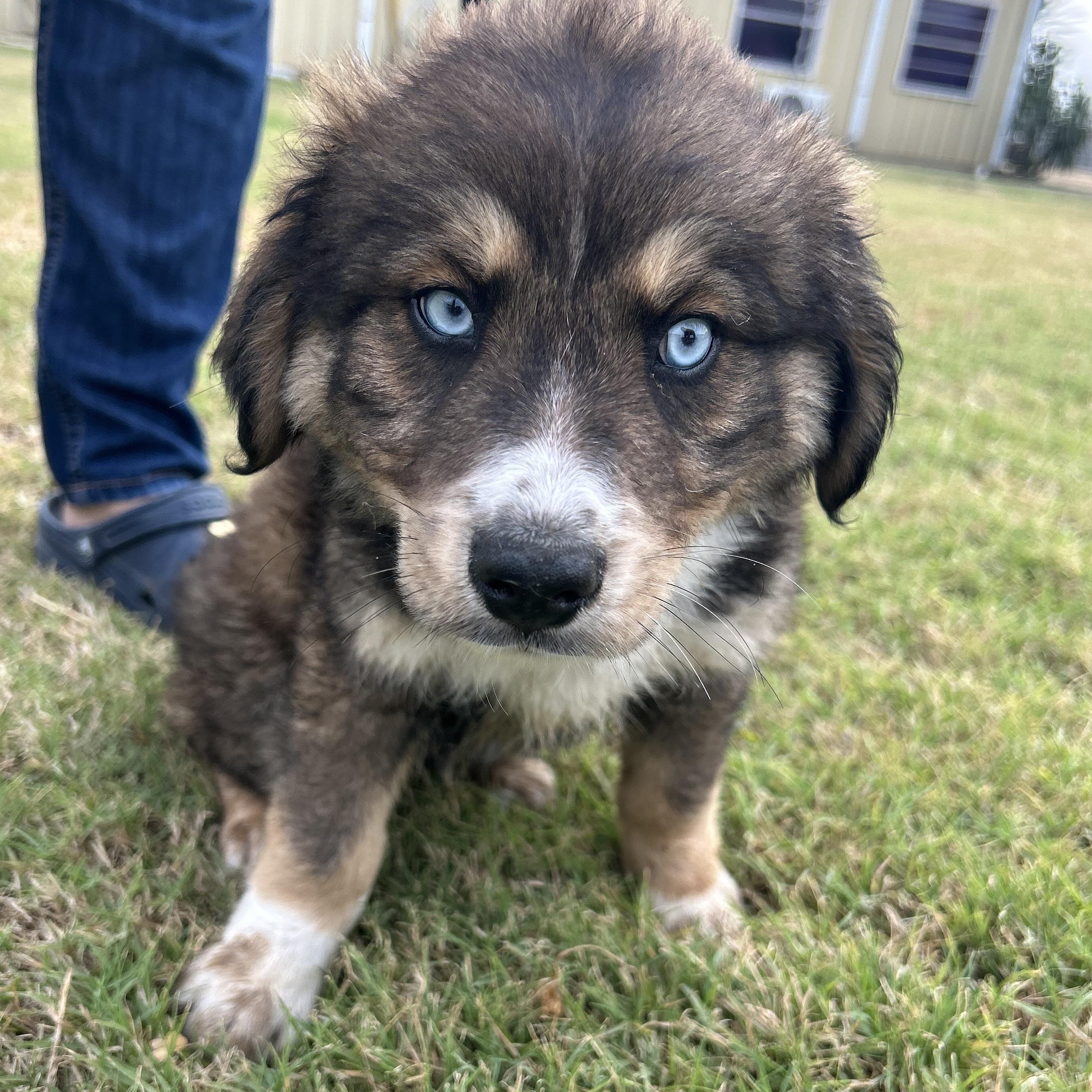 Dog for adoption - Kyle, a Shepherd Mix in Eau Claire, WI | Petfinder
