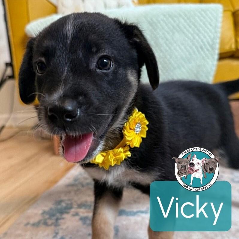 Dog for adoption - Vicky Pagel, a German Shepherd Dog & Labrador ...
