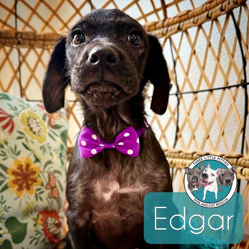 Dog for adoption - Edgar Allen Paw, a Labrador Retriever & Pit Bull ...