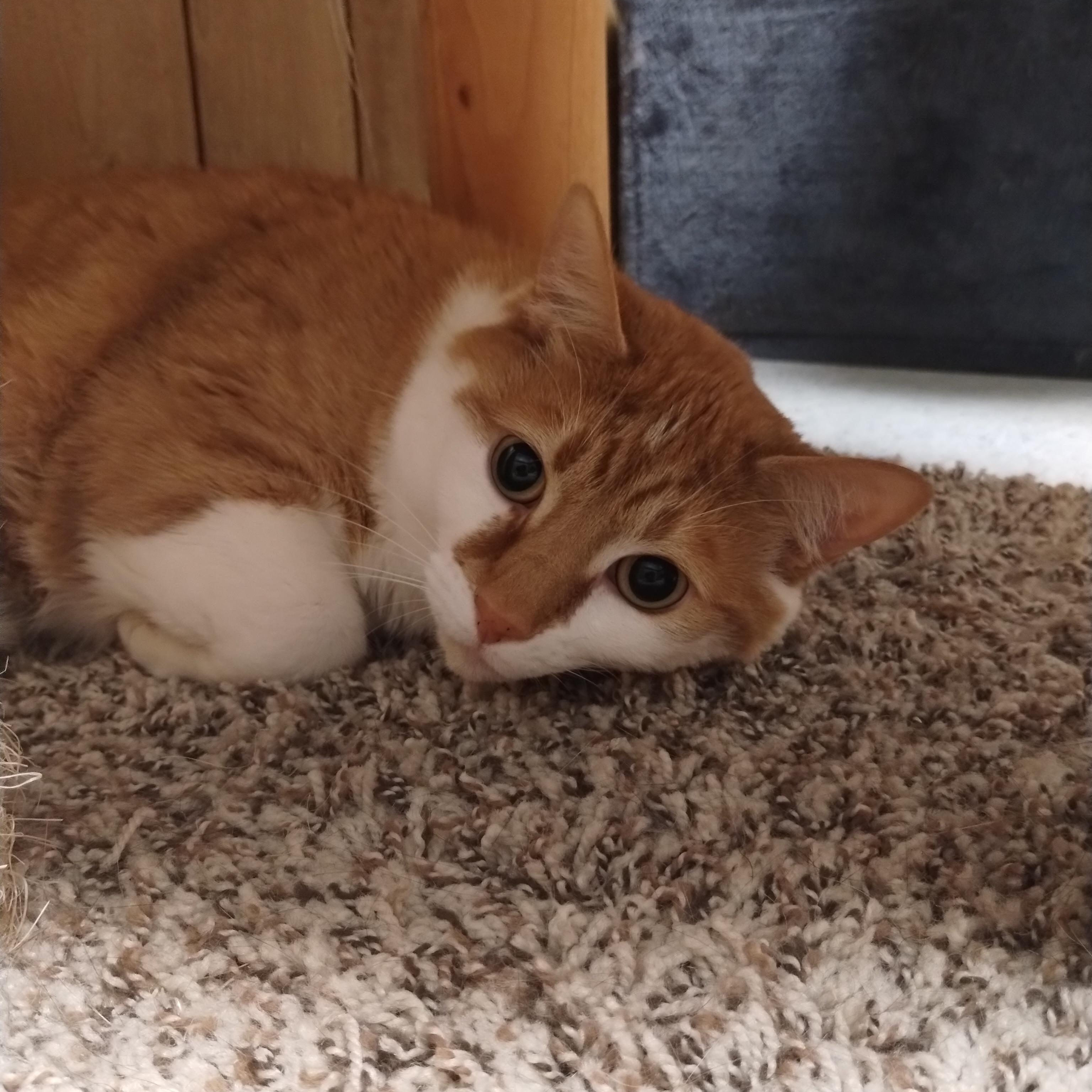 Cat for adoption - Milo, a Tabby in Spokane, WA | Petfinder