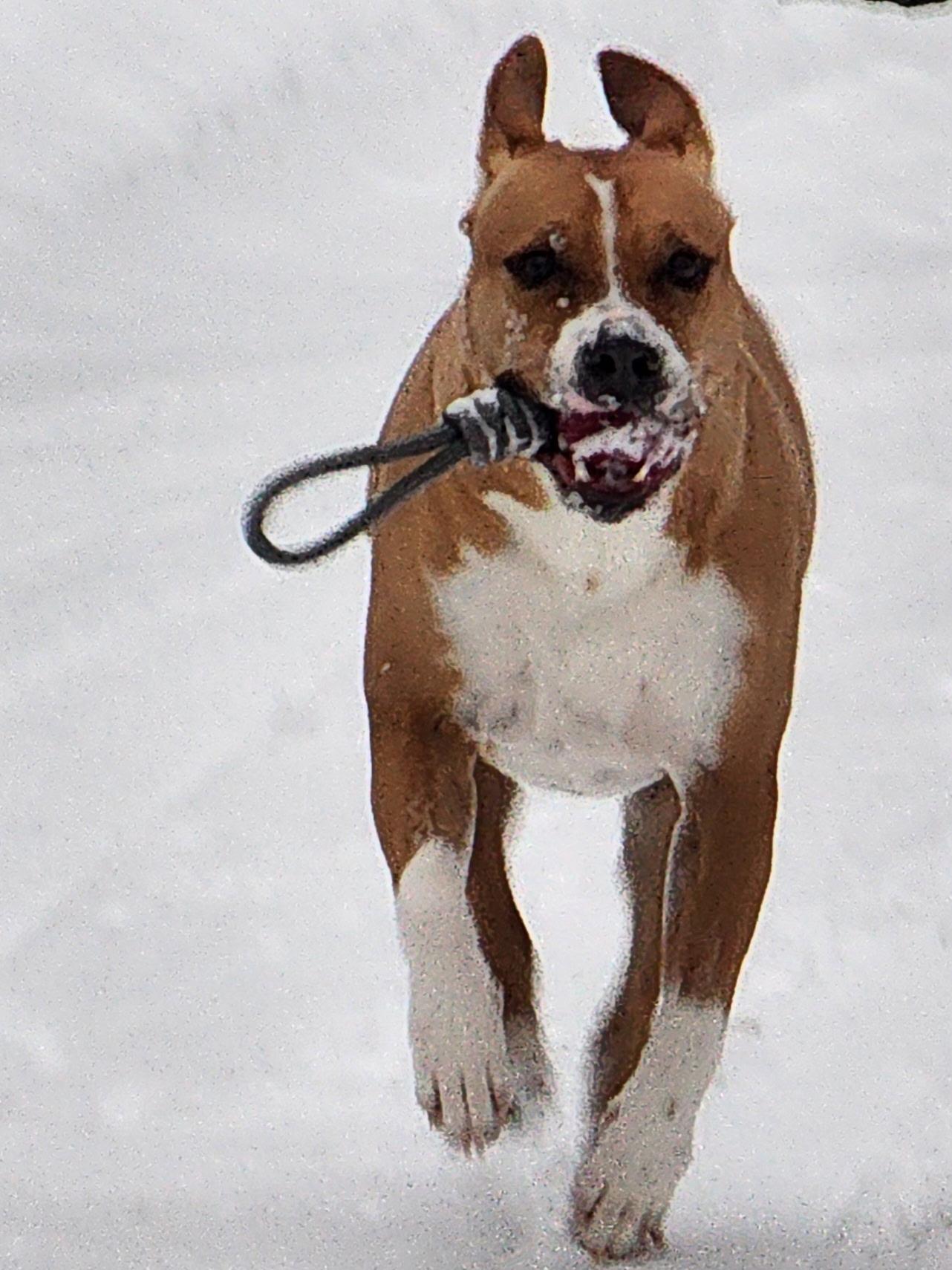 Dog for adoption - Ernest (20240107-02), a Boxer Mix in Niagara Falls ...