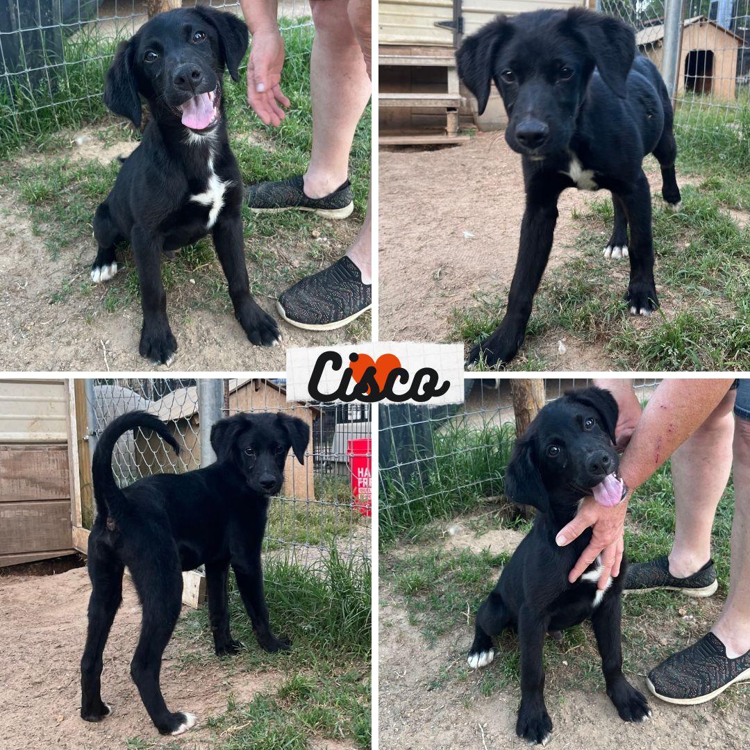 Dog for adoption - Cisco, a Labrador Retriever & Flat-Coated Retriever ...