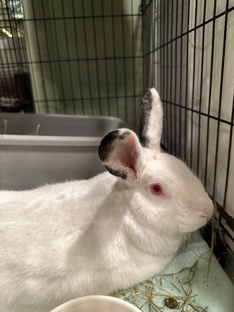 Rabbit for adoption - Vivian, a Bunny Rabbit in Norwalk, CT | Petfinder