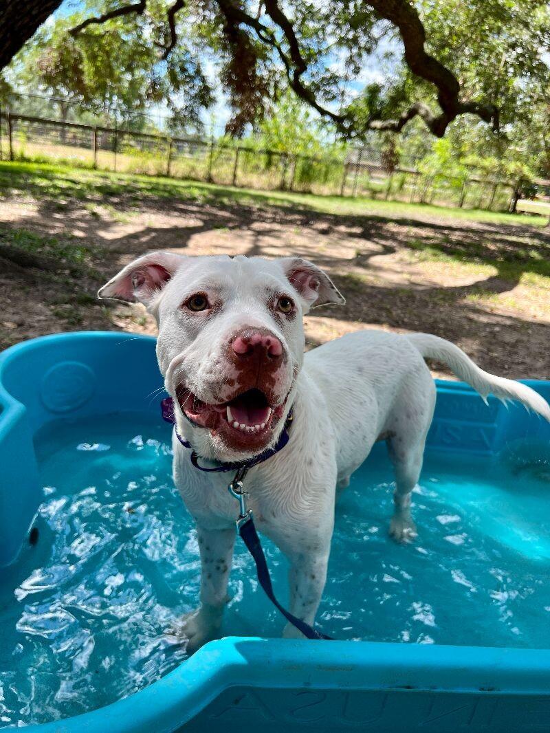 Dog for adoption - Molly Doll a Family Girl, a Pit Bull Terrier & Great ...