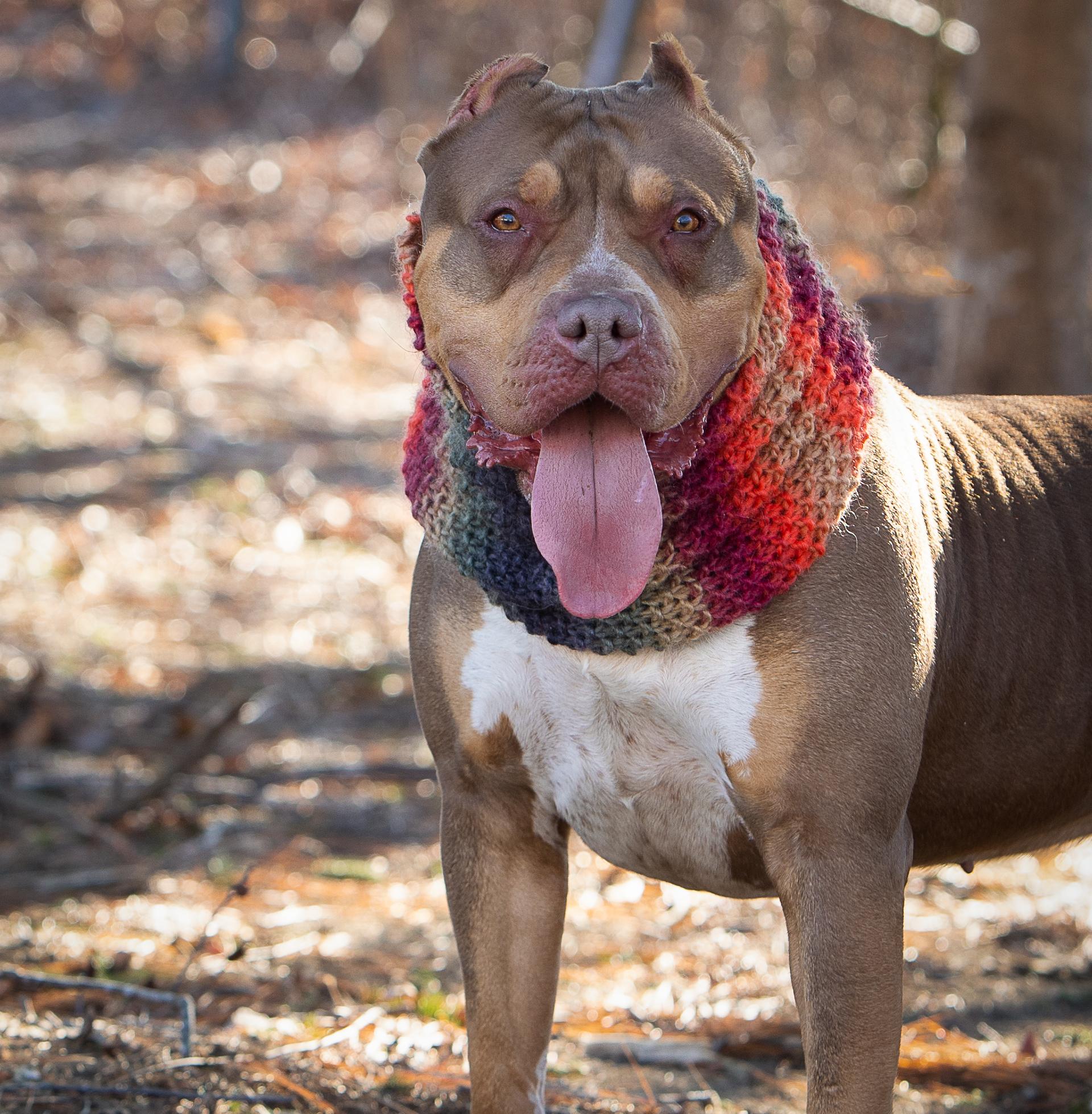 Dog for adoption - Joyce, an American Bully in Lincoln, RI | Petfinder