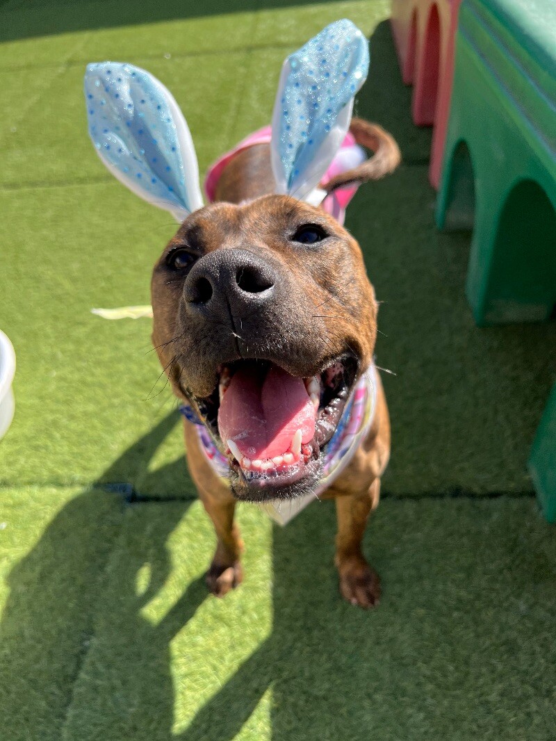 Dog for adoption - Ginger Ark is an adorable girl, an American ...