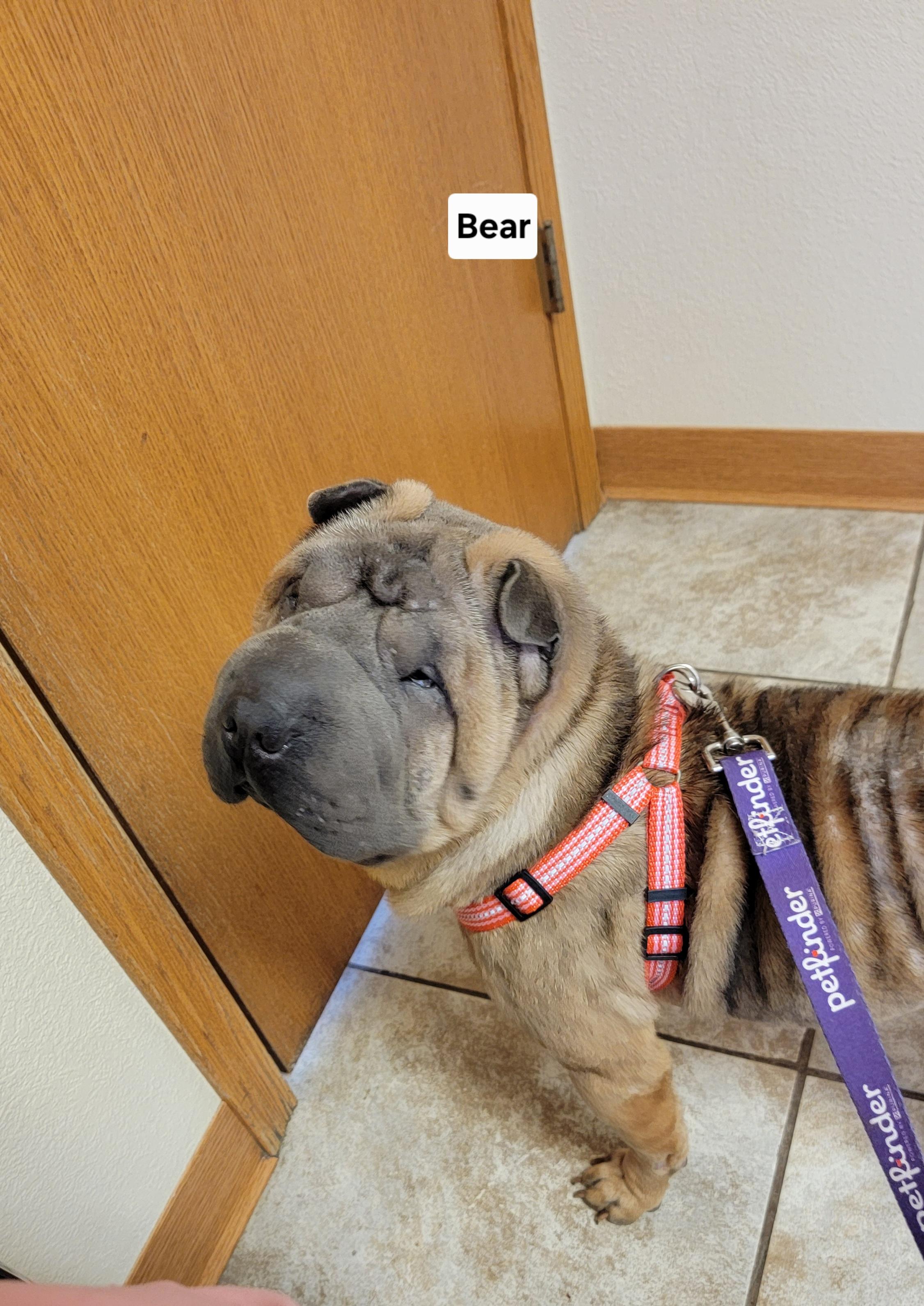 Dog for adoption - Bear, a Shar-Pei in Wever, IA | Petfinder
