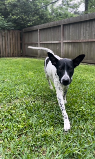 Dog for adoption - Moose, a German Shorthaired Pointer in Bensalem, PA ...