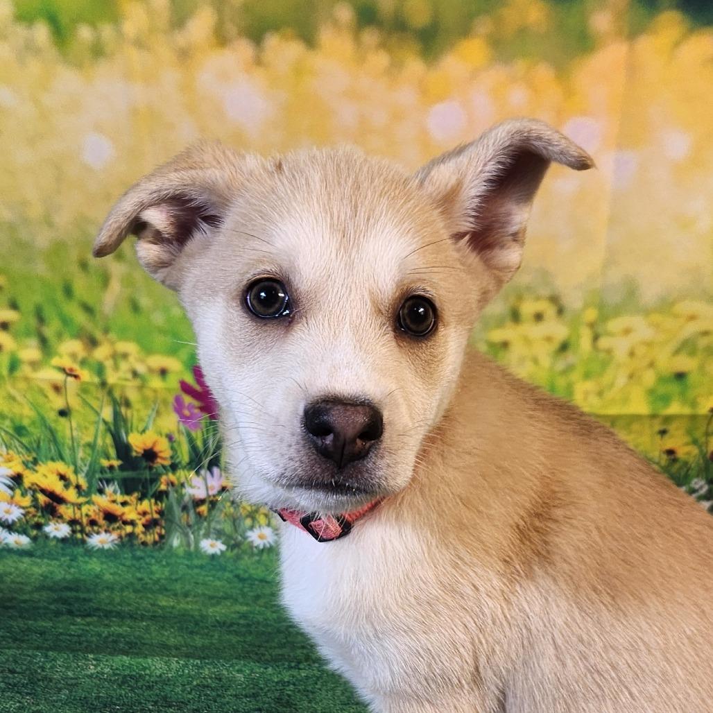 Dog for adoption - Muffin JuM, a Labrador Retriever & Husky Mix in ...