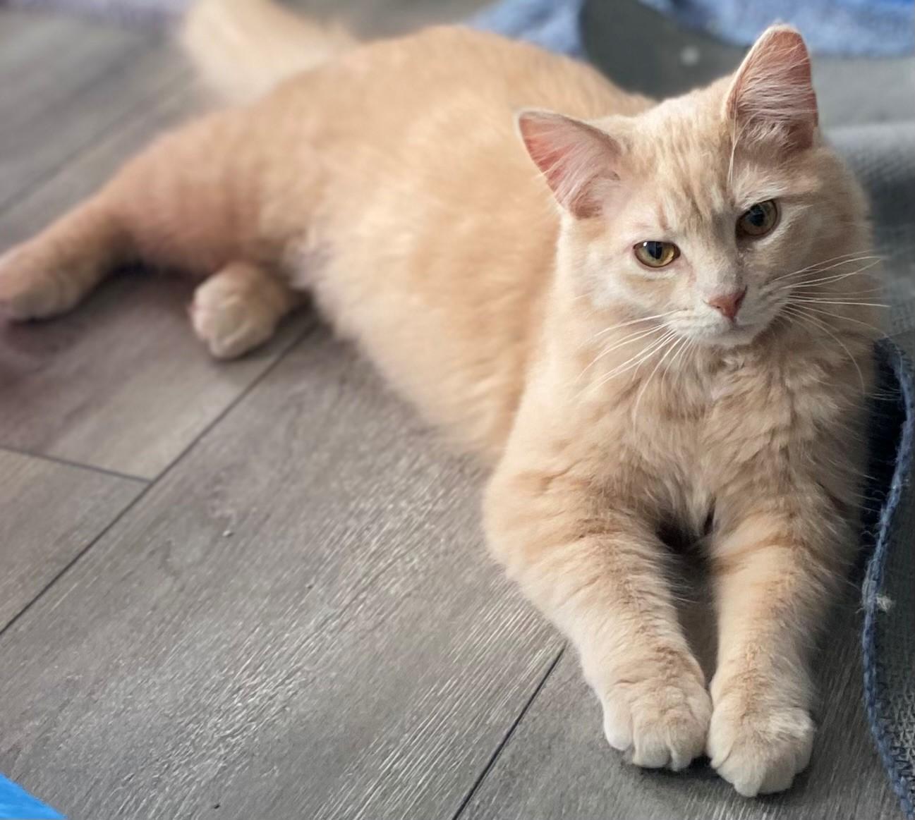 Cat for adoption - Shortbread *BONDED PAIR WITH RUMBALL*, a Domestic ...