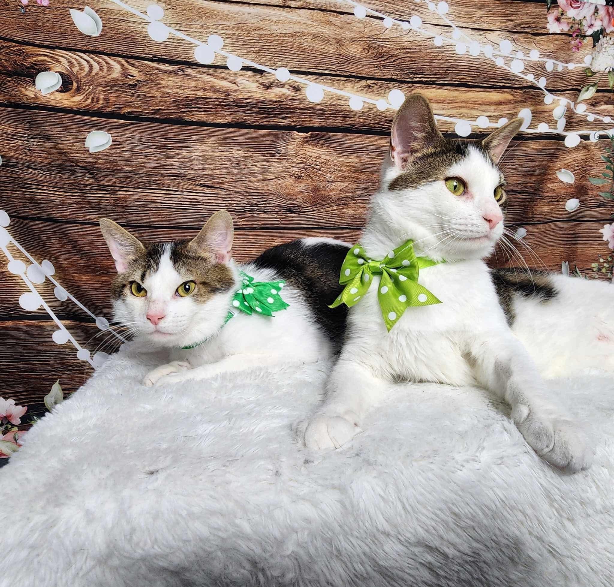 Cat for adoption - Bert & Ernie, a Tabby & Domestic Short Hair Mix in ...