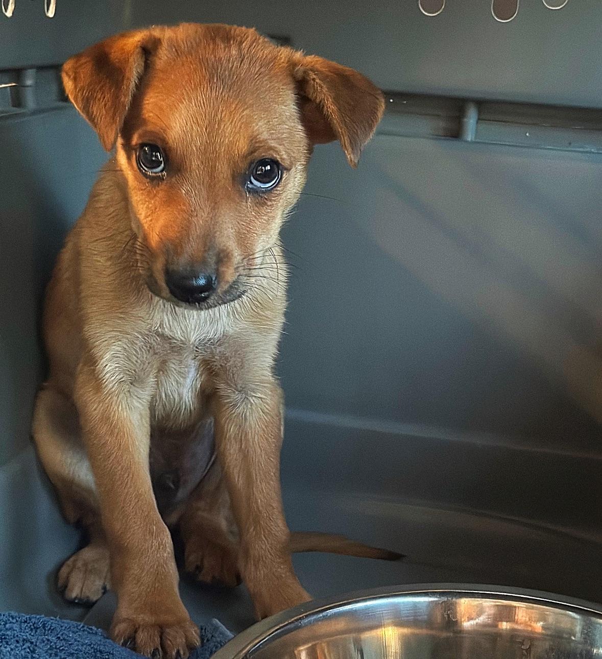 Dog for adoption - Martini - The Tiny Baby, a Yellow Labrador Retriever Mix in Boston, MA ...