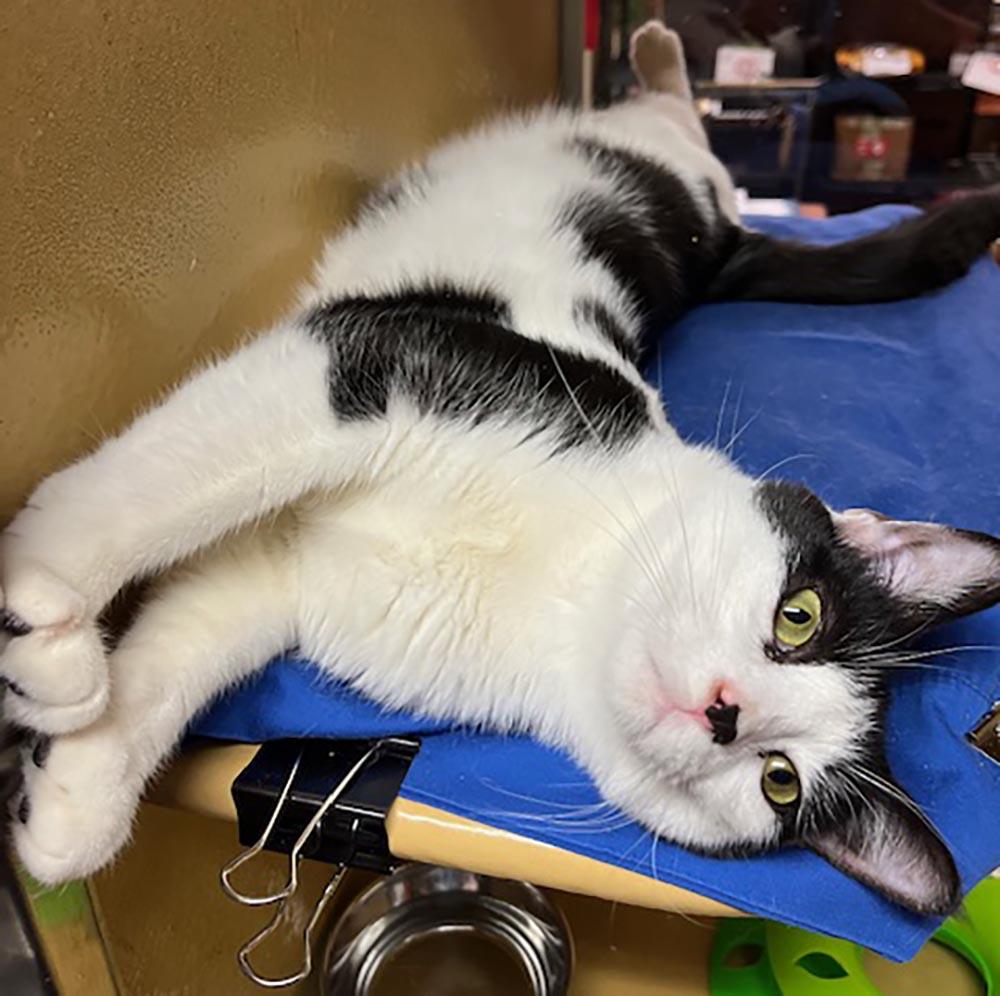 Our Animals — Animal Alliance