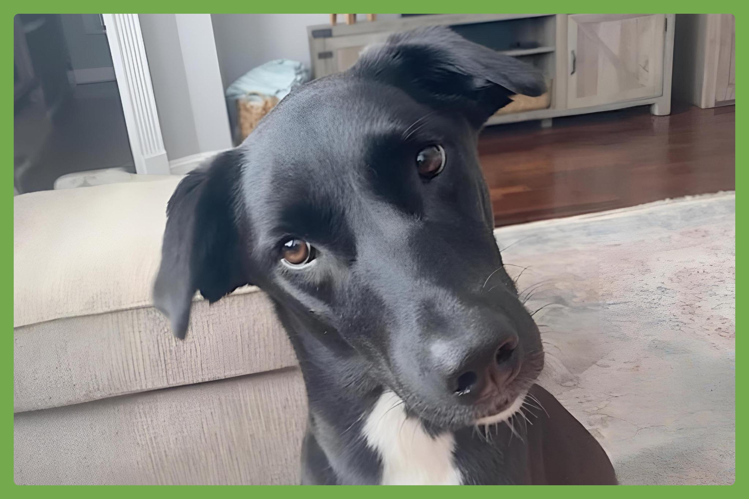 Dog for adoption - Bella, a Saluki & Labrador Retriever Mix in ...