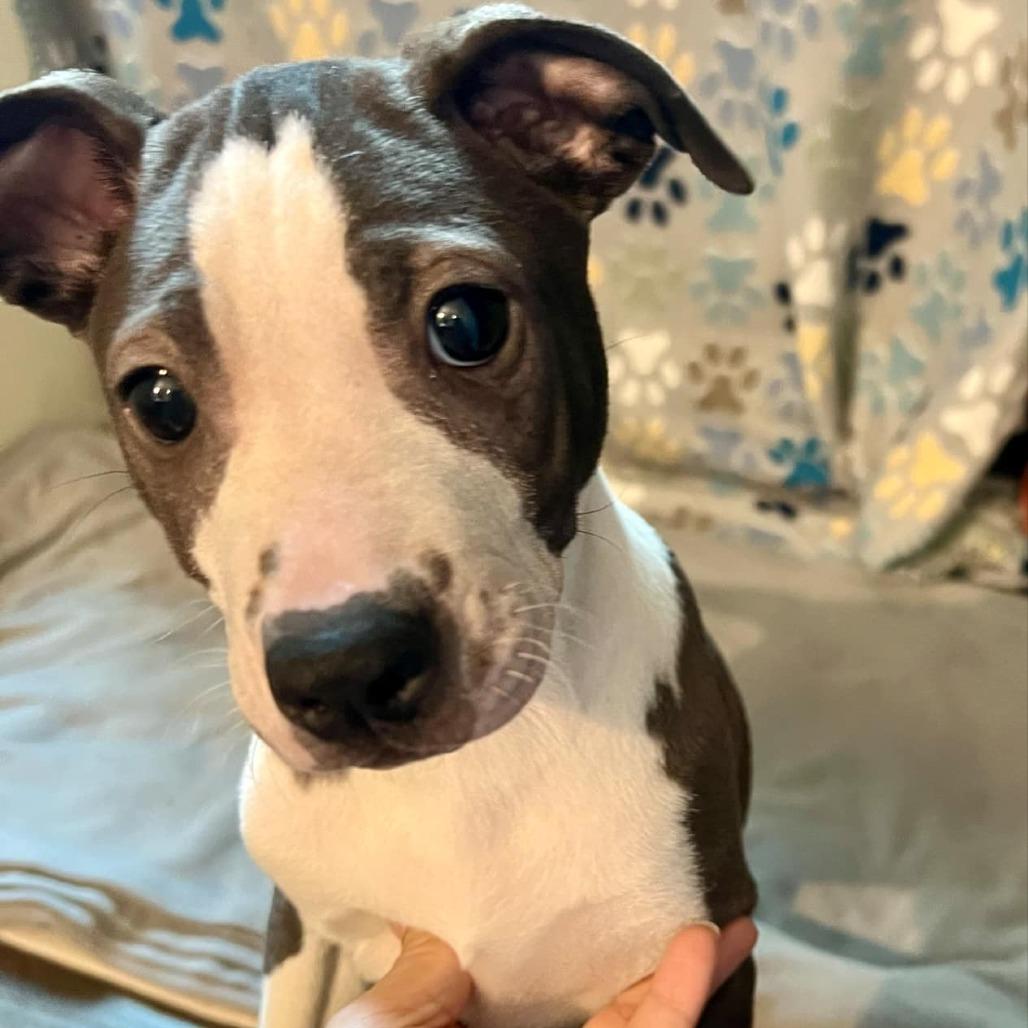 Dog for adoption - Cruz SSP, an American Staffordshire Terrier ...