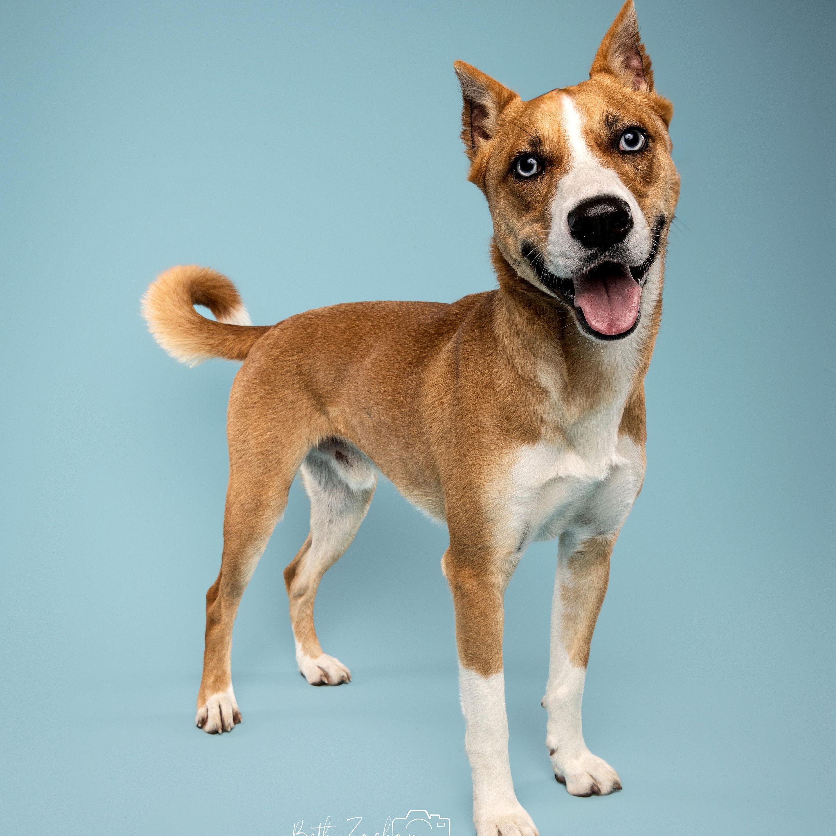 Dog for adoption - Paxton, a Basenji & Husky Mix in North Vancouver, BC ...