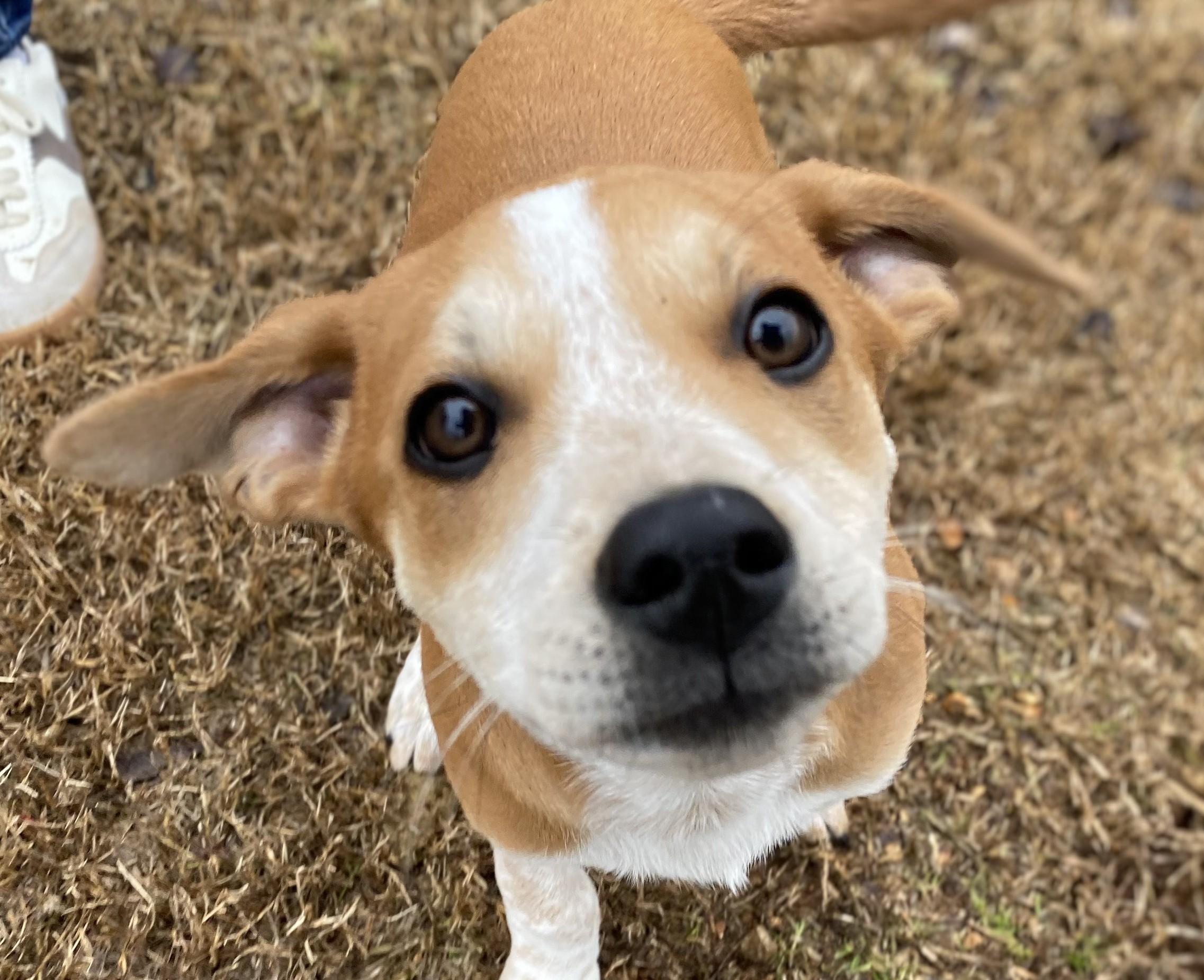 Dog for adoption - Aquarius Zodiac - Arriving to NE on 2/7, a Labrador ...