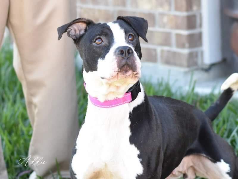 Dog for adoption - Addie, a Pit Bull Terrier Mix in Hermiston, OR ...