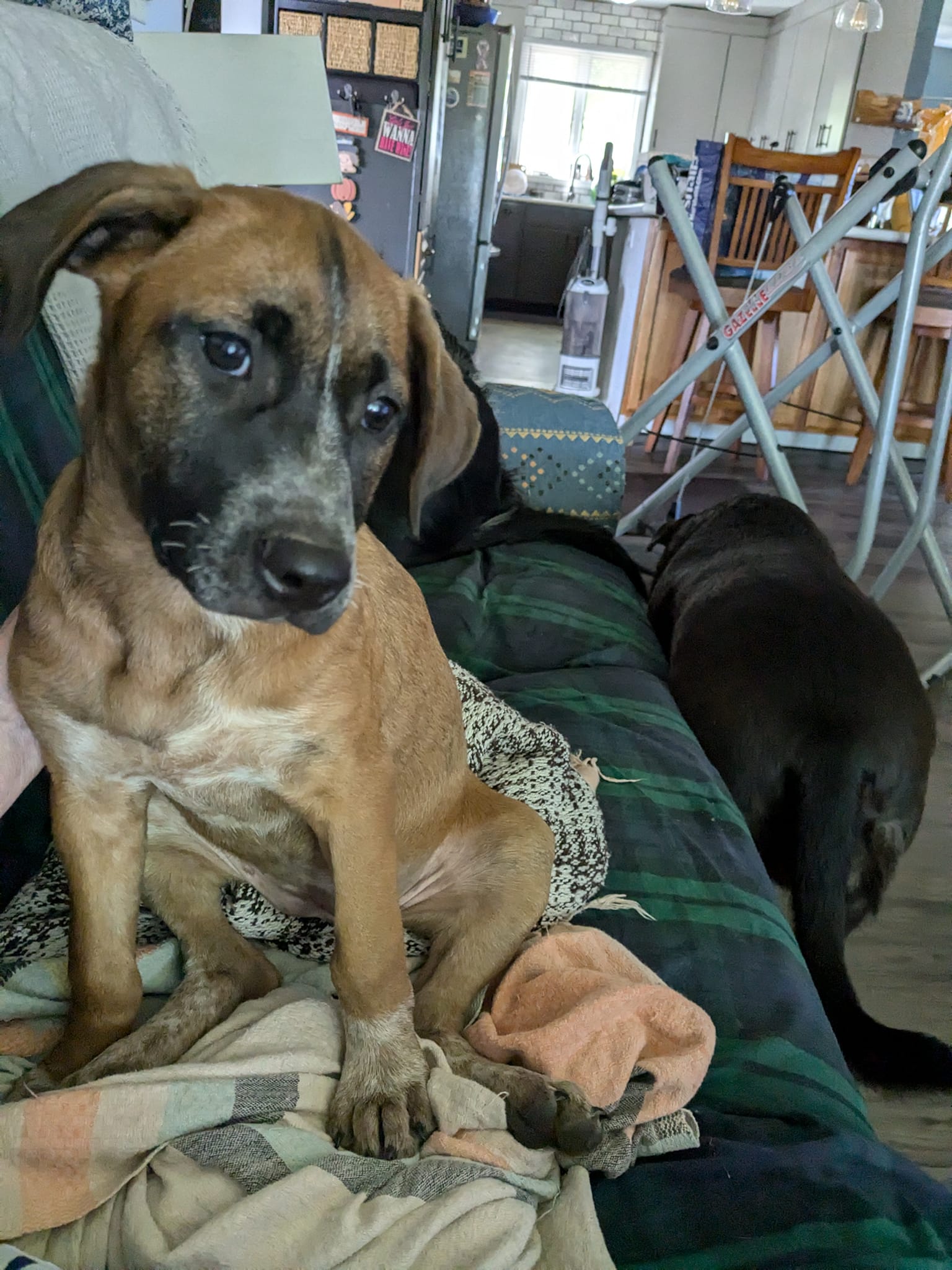 Dog for adoption - Thelma, a Boxer & Black Labrador Retriever Mix in ...