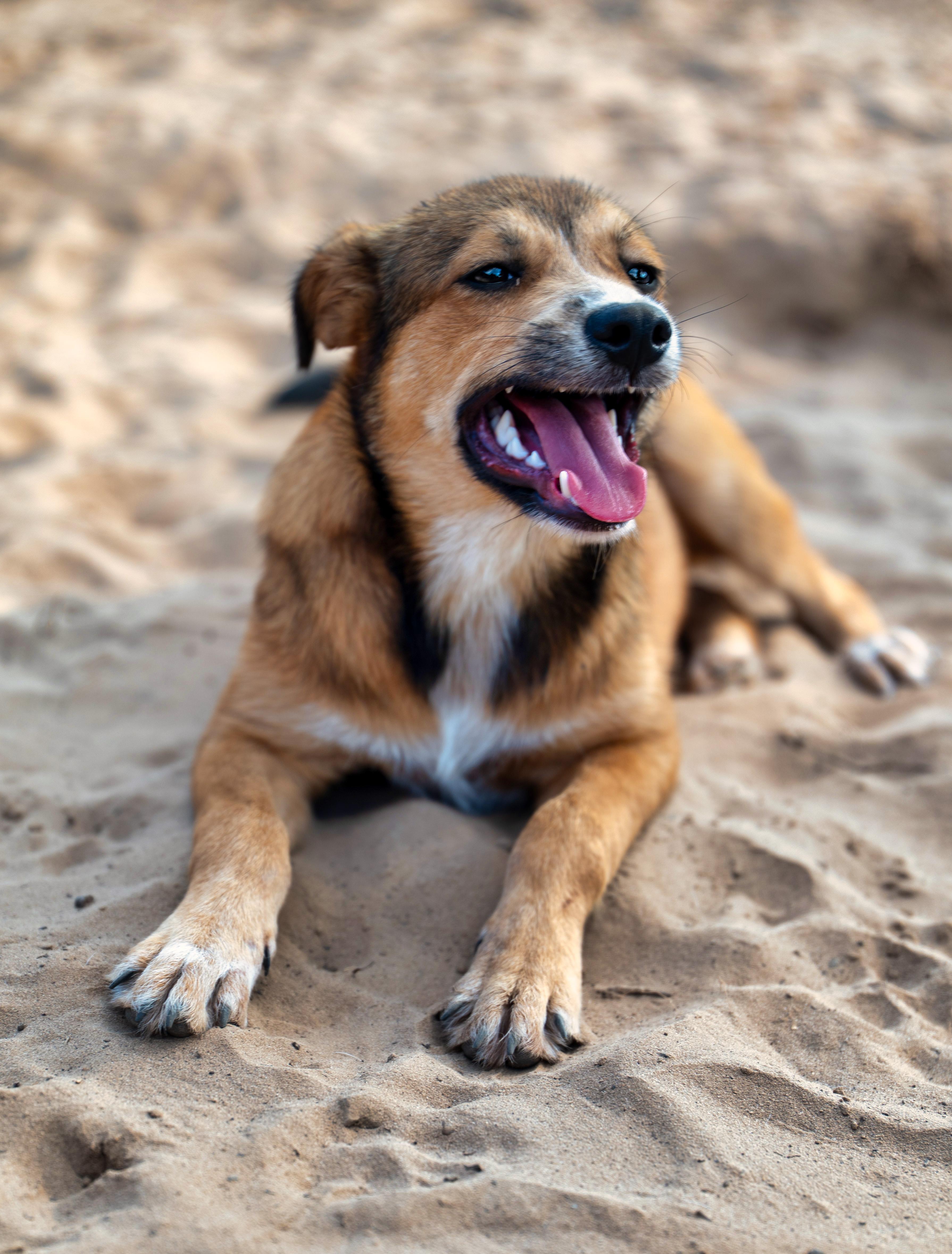 Dog for adoption - Jackie, an Australian Kelpie Mix in Shoreline, WA | Petfinder