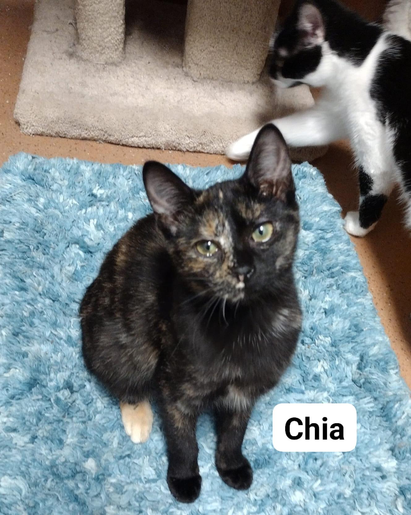 Cat for adoption - Chia, a Domestic Short Hair in Monroe, OH | Petfinder
