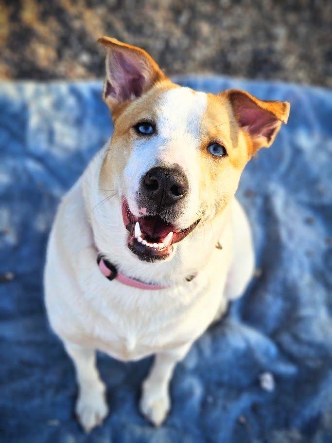 Dog for adoption - Cleo, an Australian Shepherd Mix in Winona, MN ...