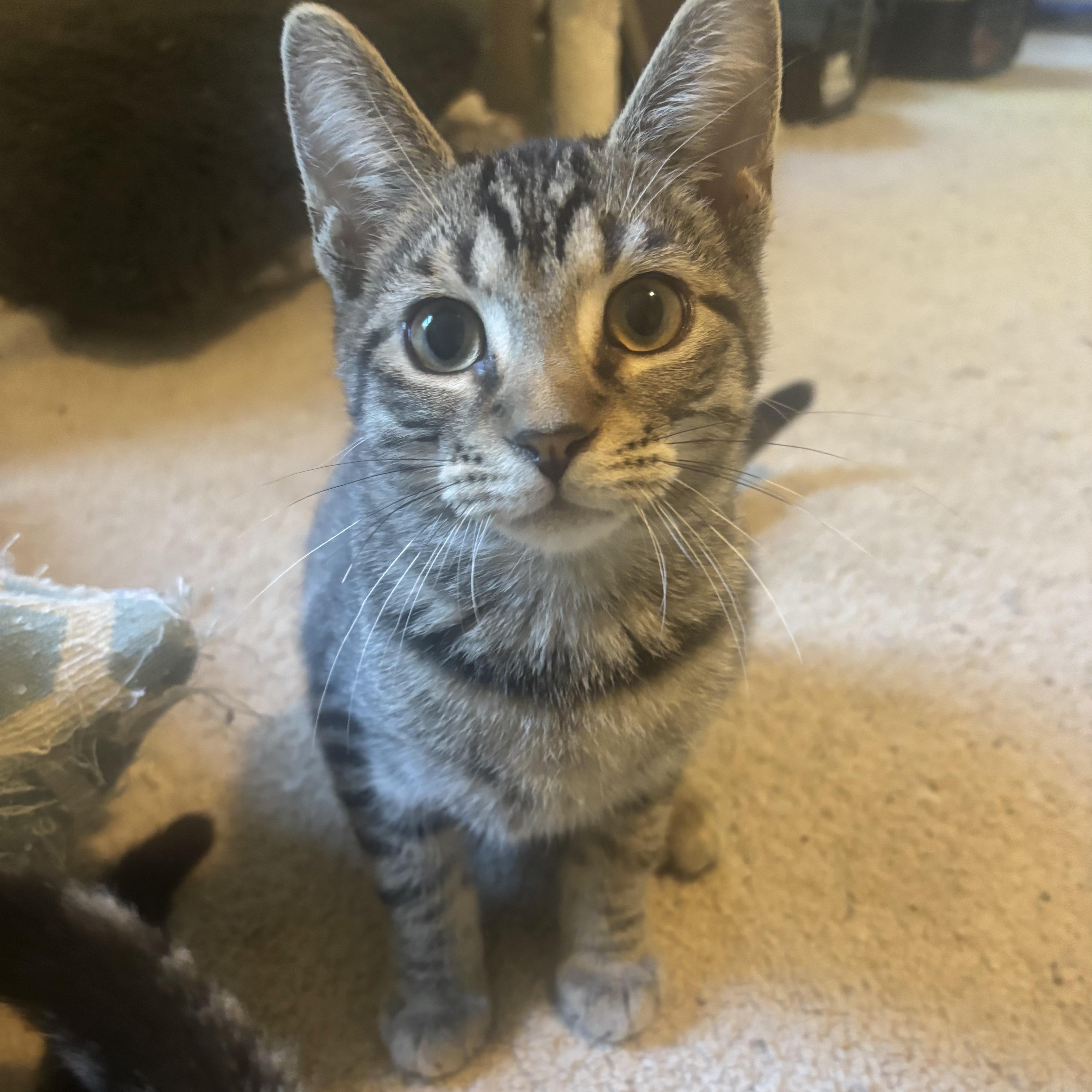 Available Cats and Kittens – Purring Hearts VA
