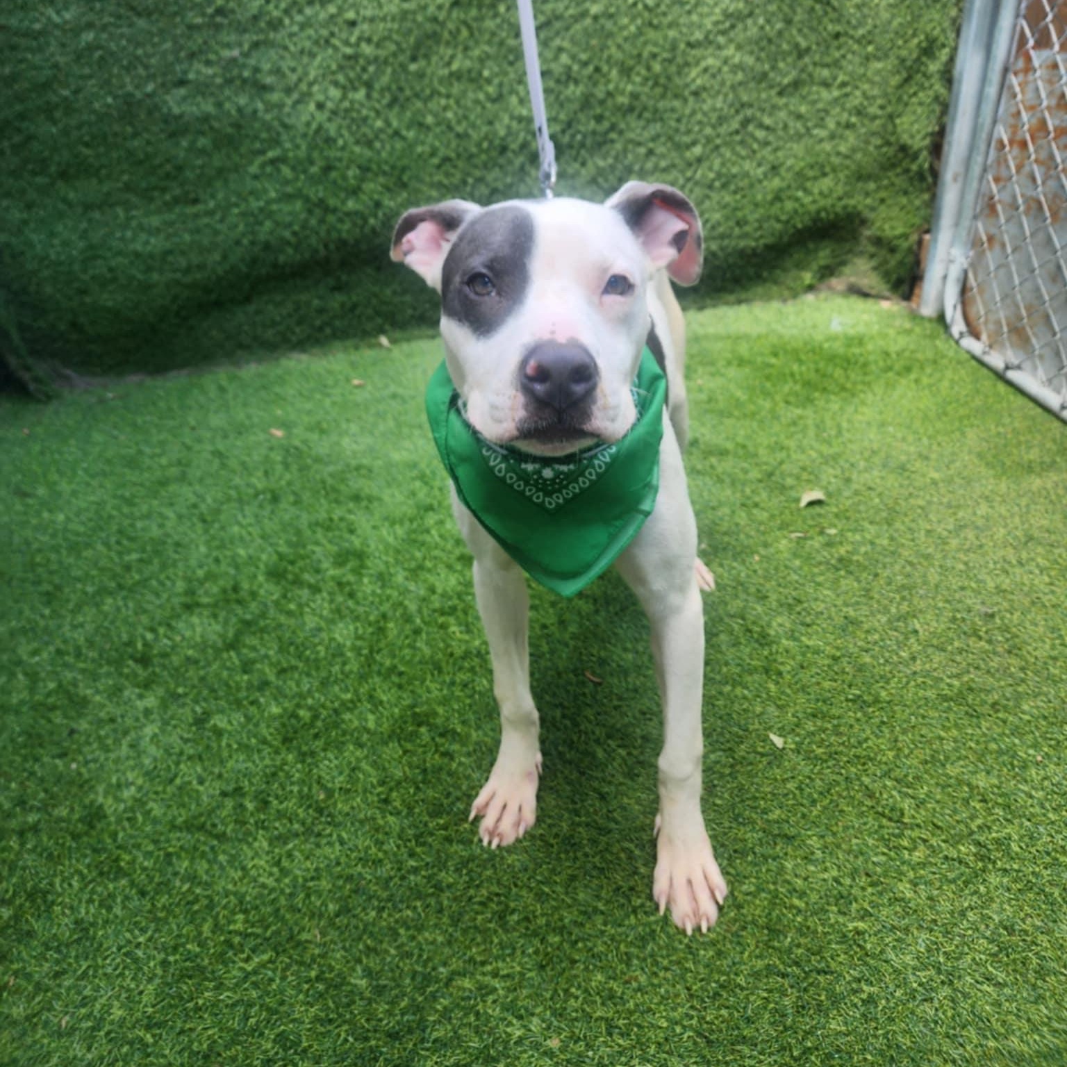 Dog for adoption - Astro, an American Staffordshire Terrier Mix in St ...