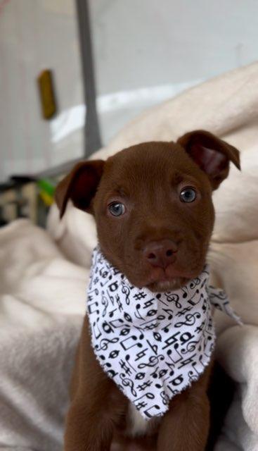Dog for adoption - Coco Puffs, a Chocolate Labrador Retriever Mix in ...