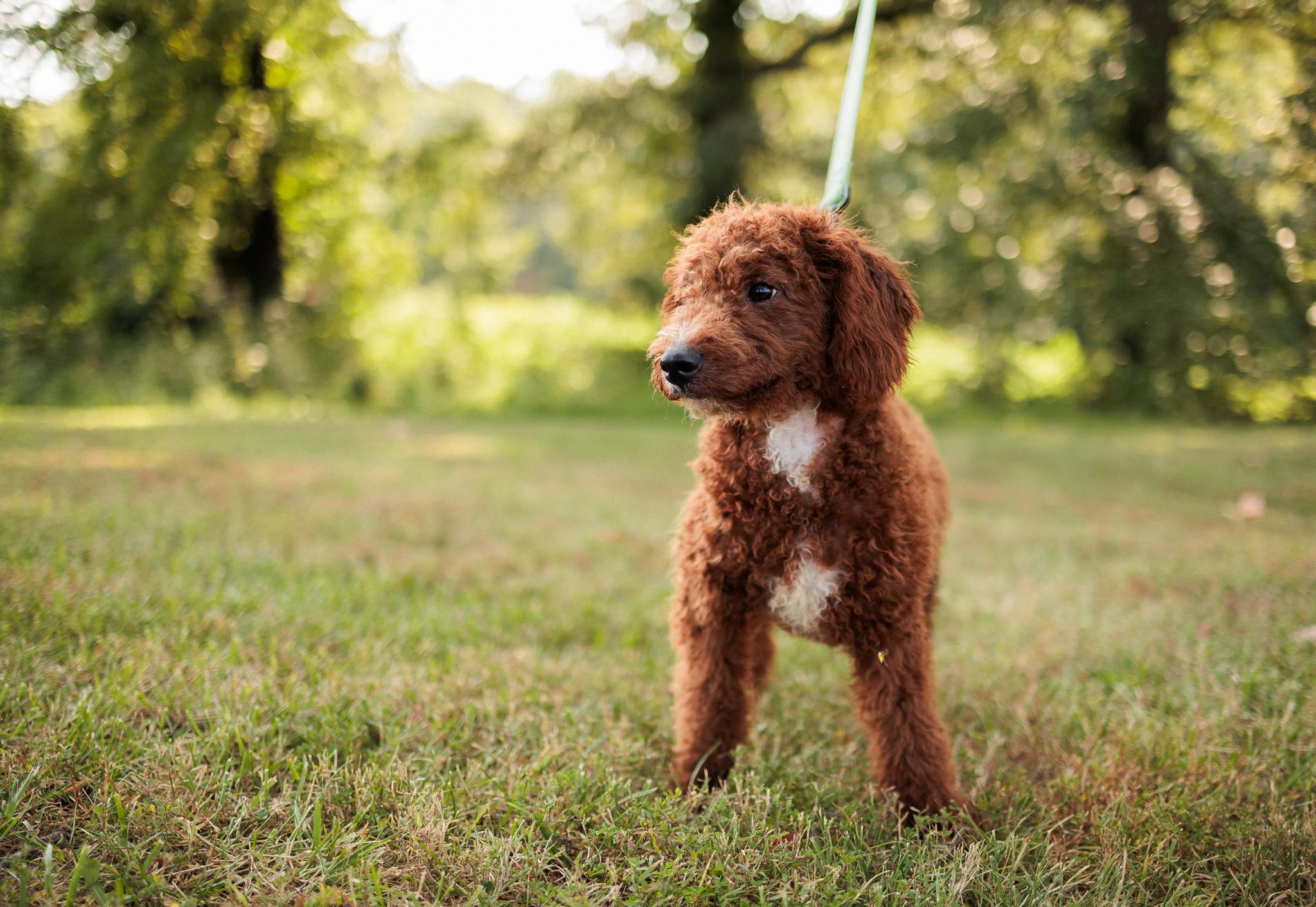 Dog for adoption - Leander - Transport, a Goldendoodle in Wilmington ...