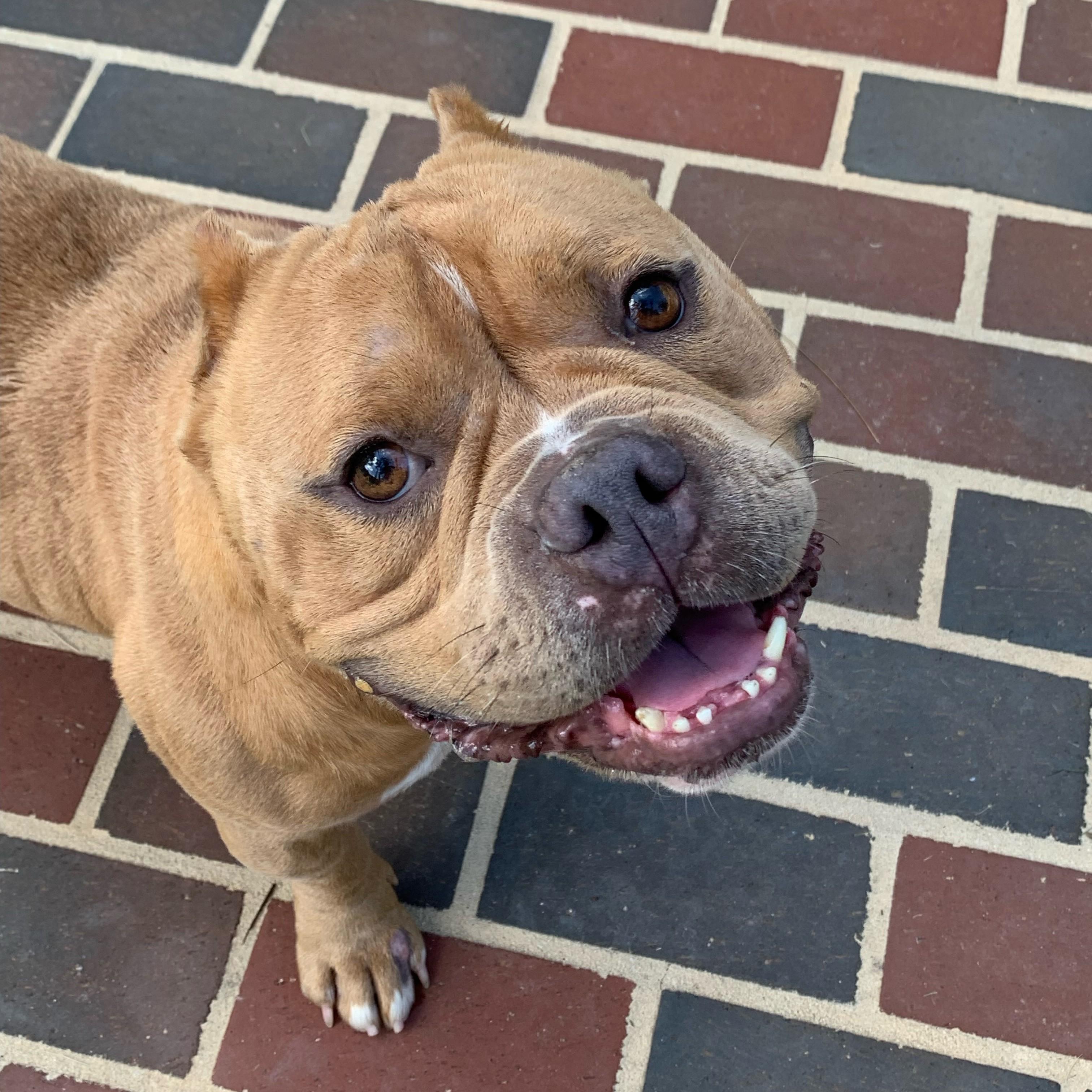 Dog for adoption - Astrazeneca, an American Bully & Bulldog Mix in ...