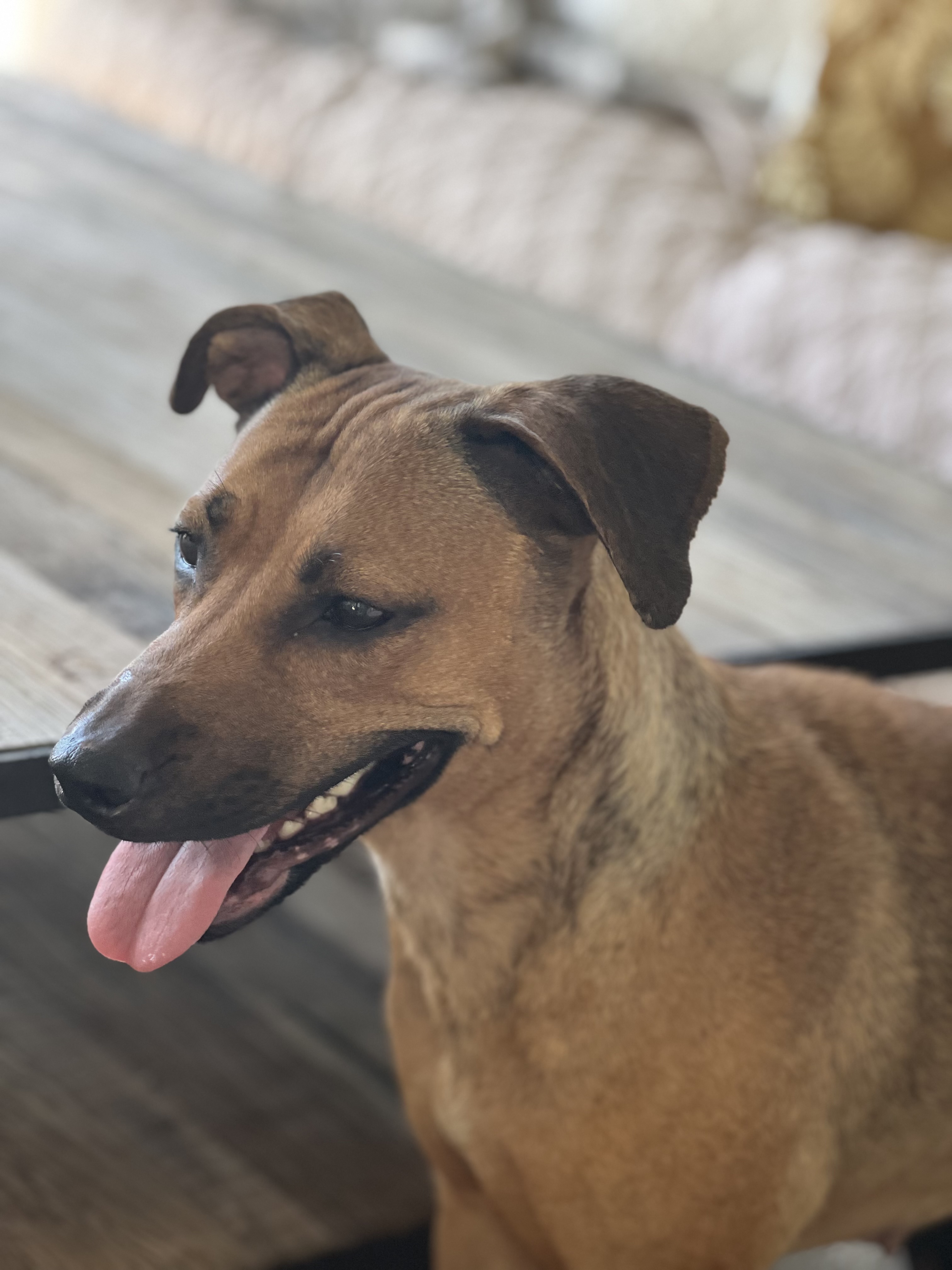 Dog for adoption - Momma Sylvi, a Black Mouth Cur & Rhodesian Ridgeback ...