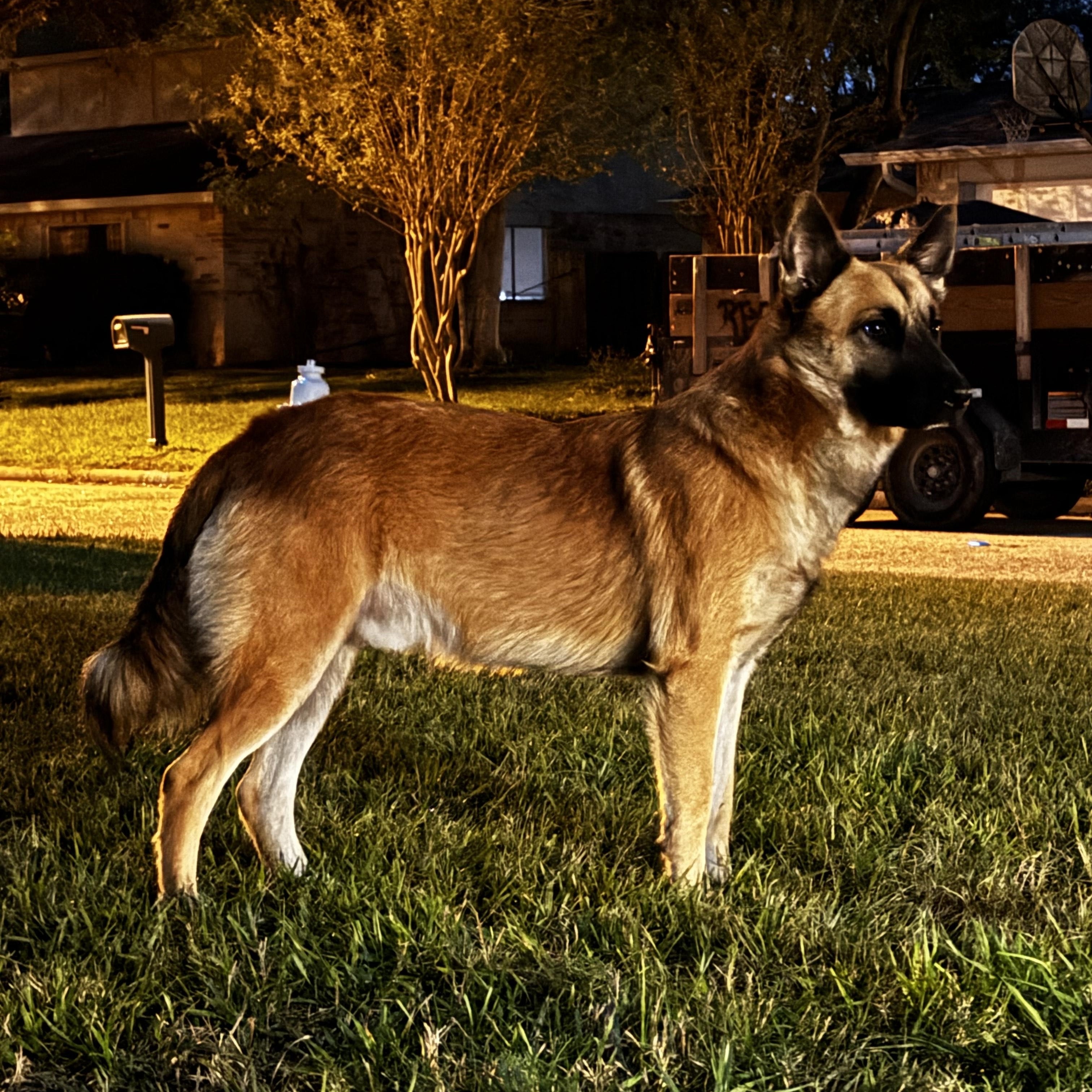 Dog for adoption - Charlie, a German Shepherd Dog Mix in Stowe, VT ...