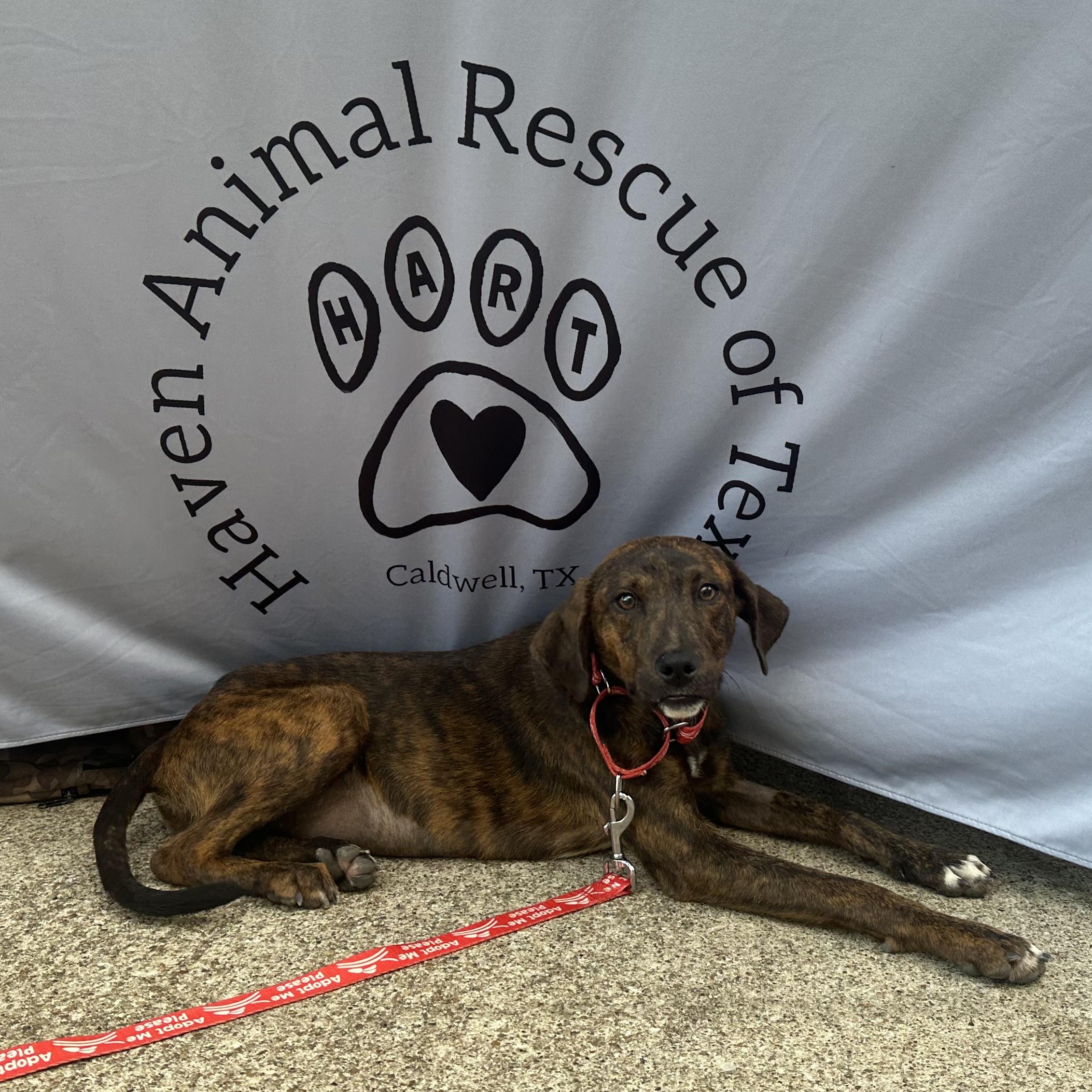 Dog for adoption - Nadia, a Catahoula Leopard Dog Mix in Fort Lupton ...
