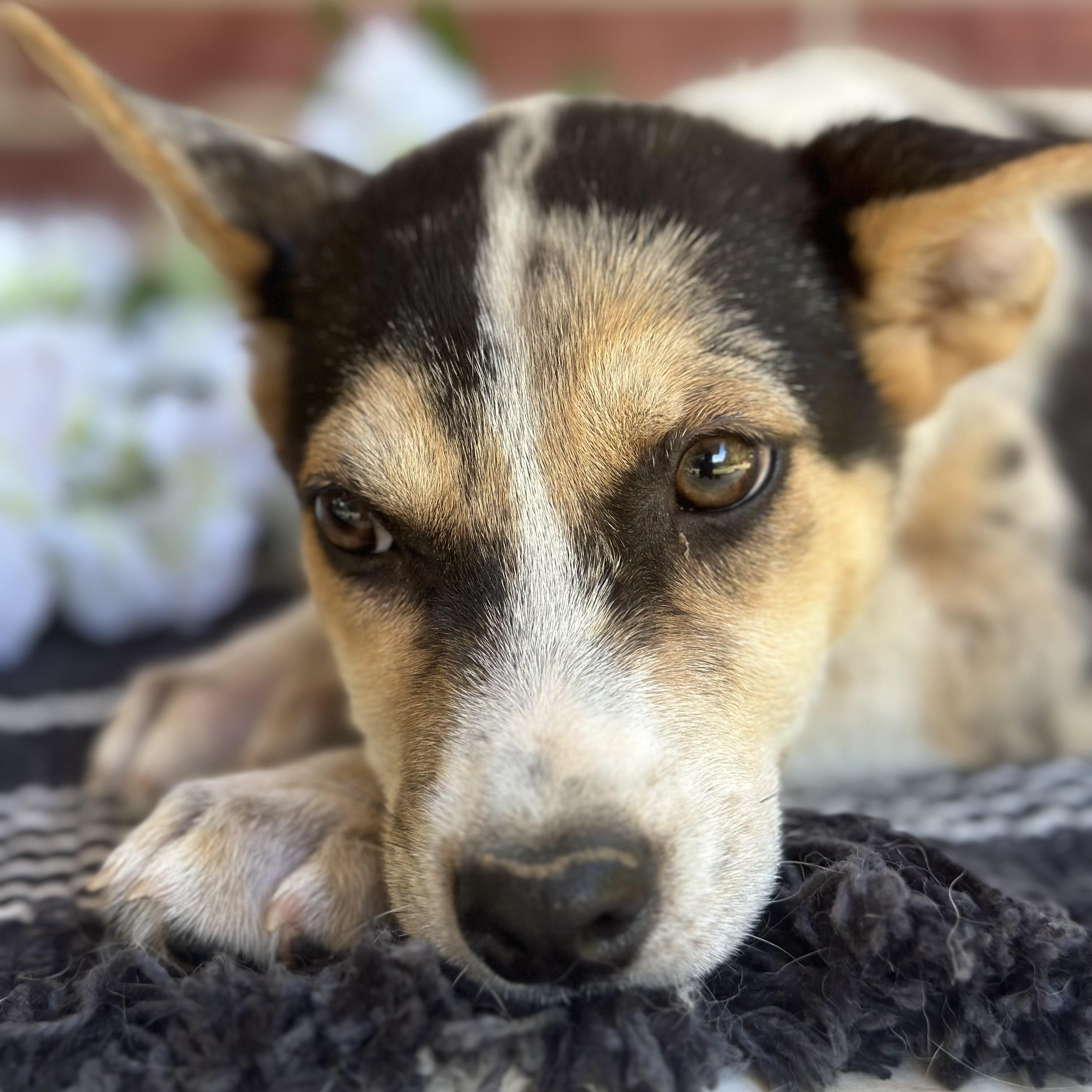 Dog for adoption - Elsa, an Australian Shepherd & Australian Cattle Dog ...