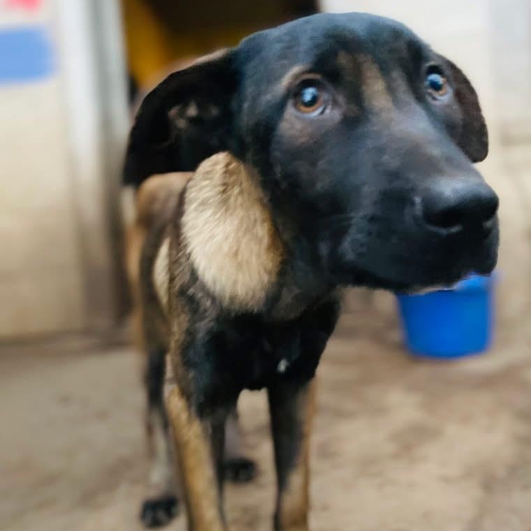 Dog for adoption - Ramona Quimby PC, a Belgian Shepherd / Malinois ...