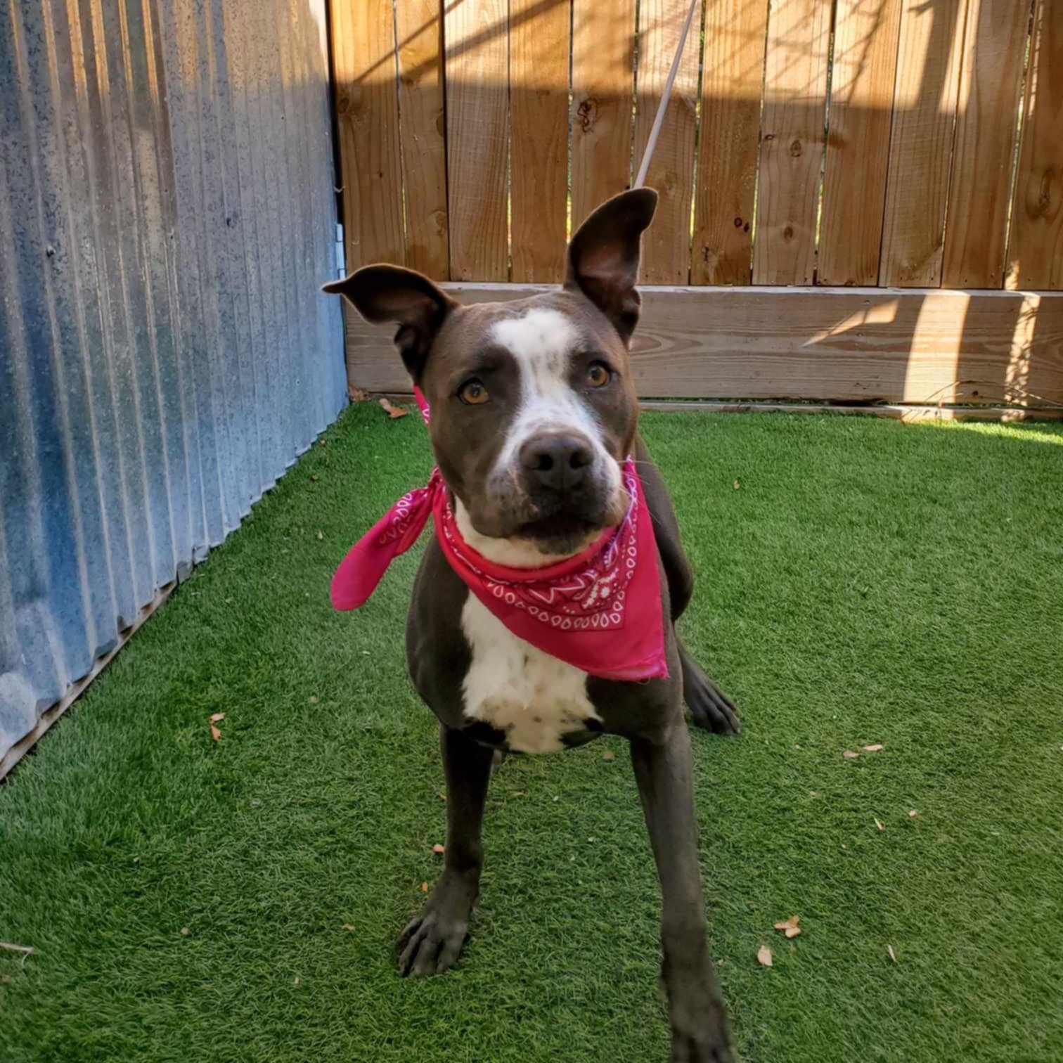 Dog for adoption - Suzie, an American Staffordshire Terrier in Boston ...