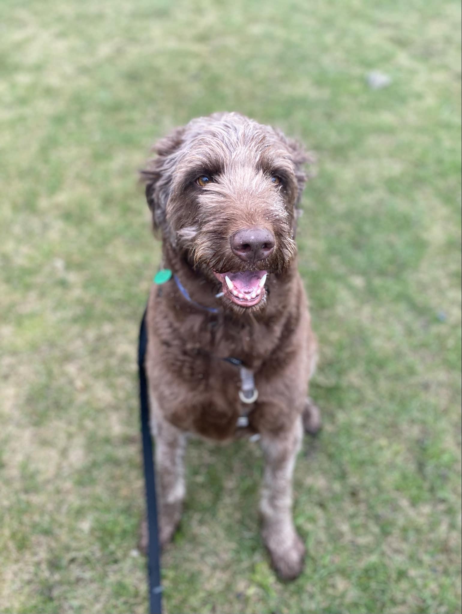 Dog for adoption - Gaspard, a Labrador Retriever & Poodle Mix in Delson ...